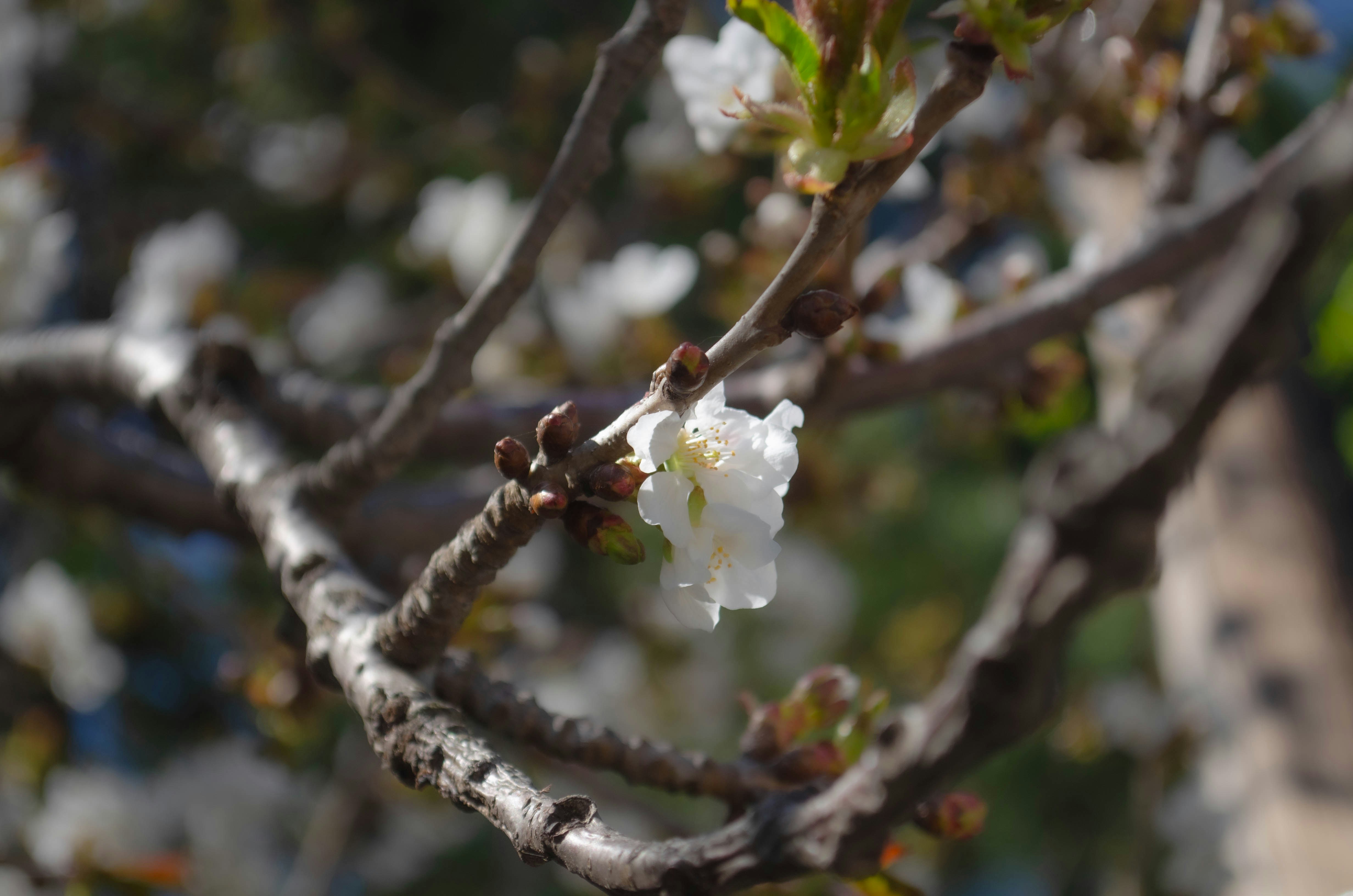 Blossom Spotlight on a Gnarled Branch