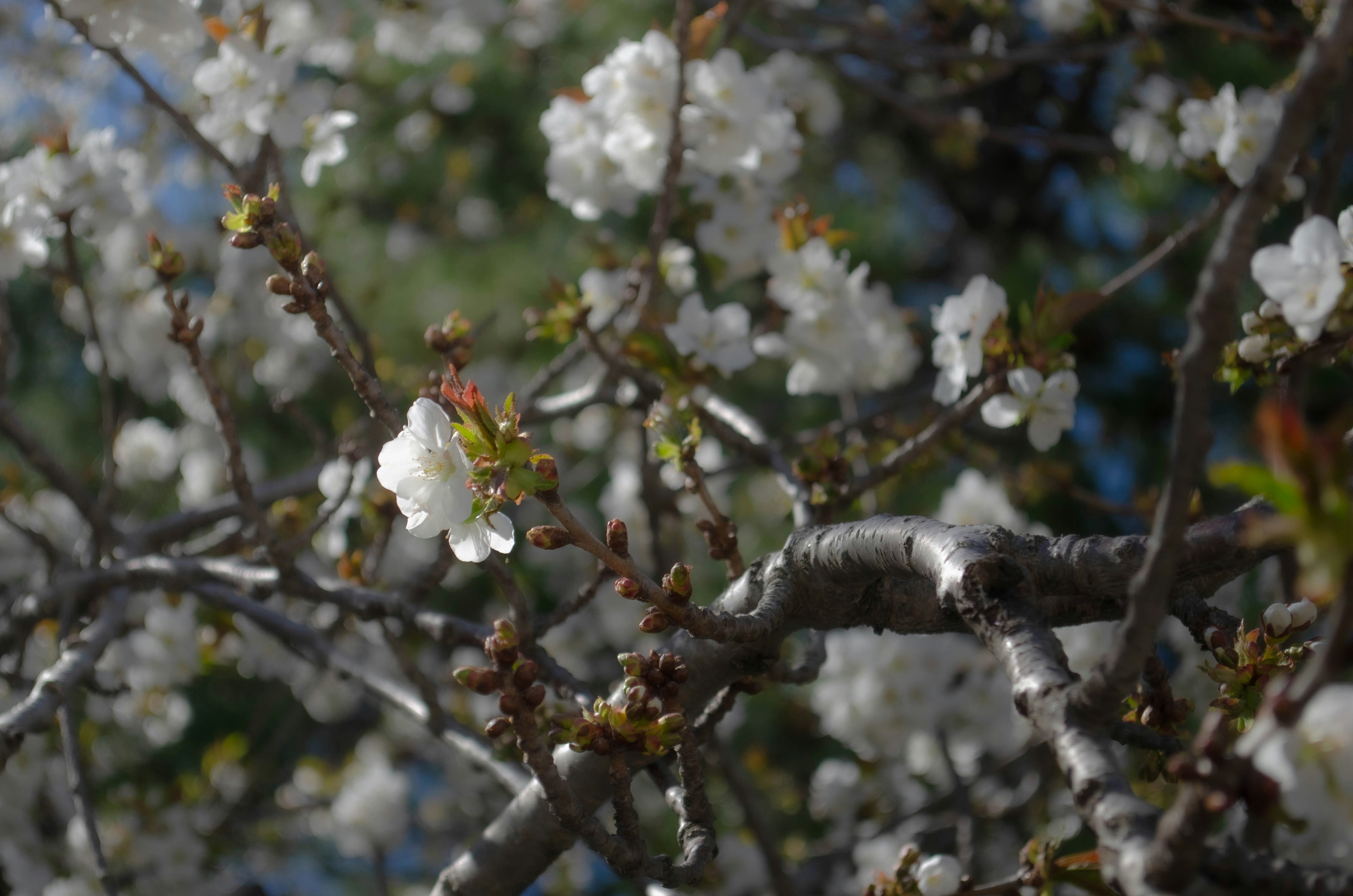 Blossoms in Sunlit Foliage: A Frame of White Petals Along Morning Branches