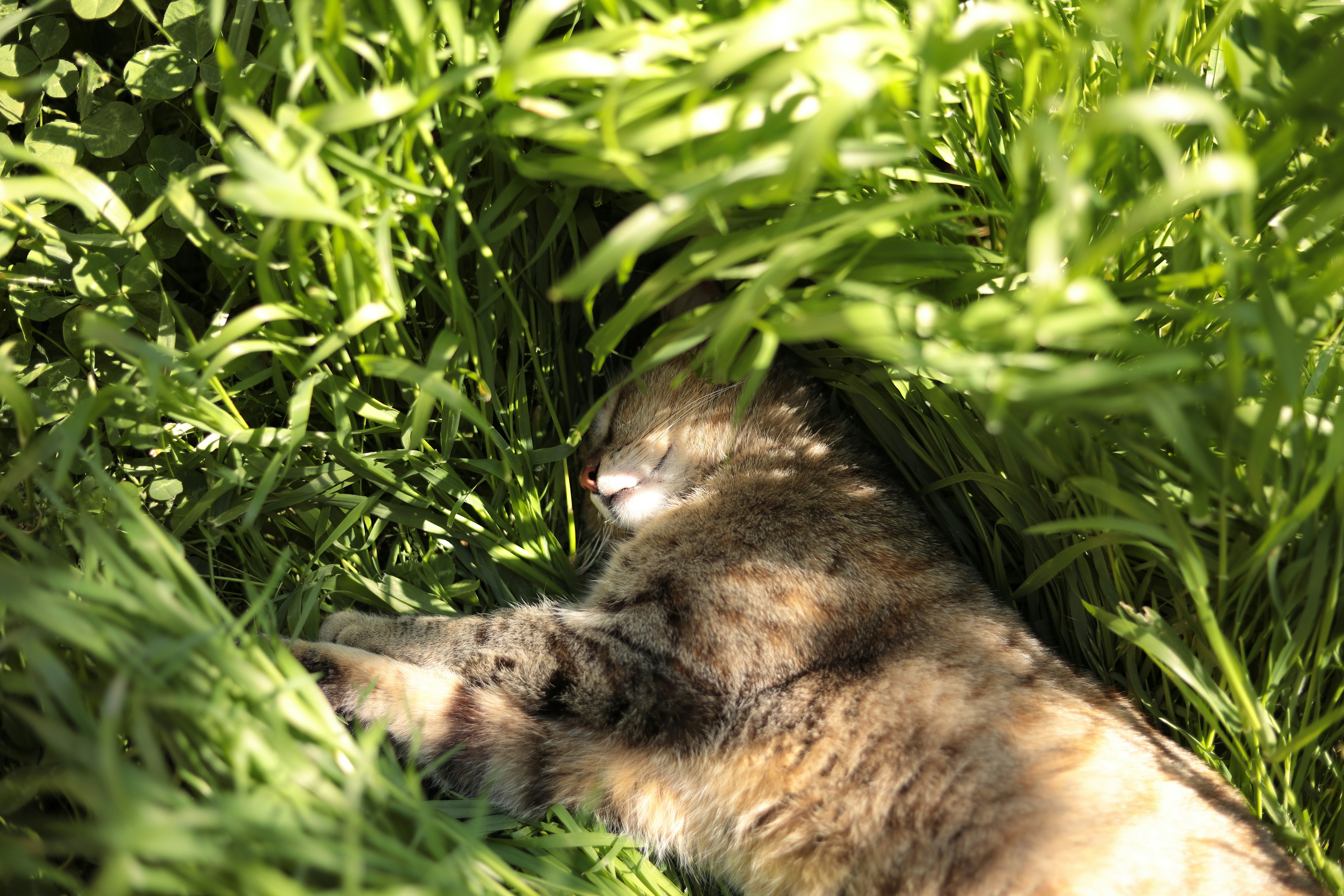 Hidden Warmth: A Cat's Night Among Tall Grasses