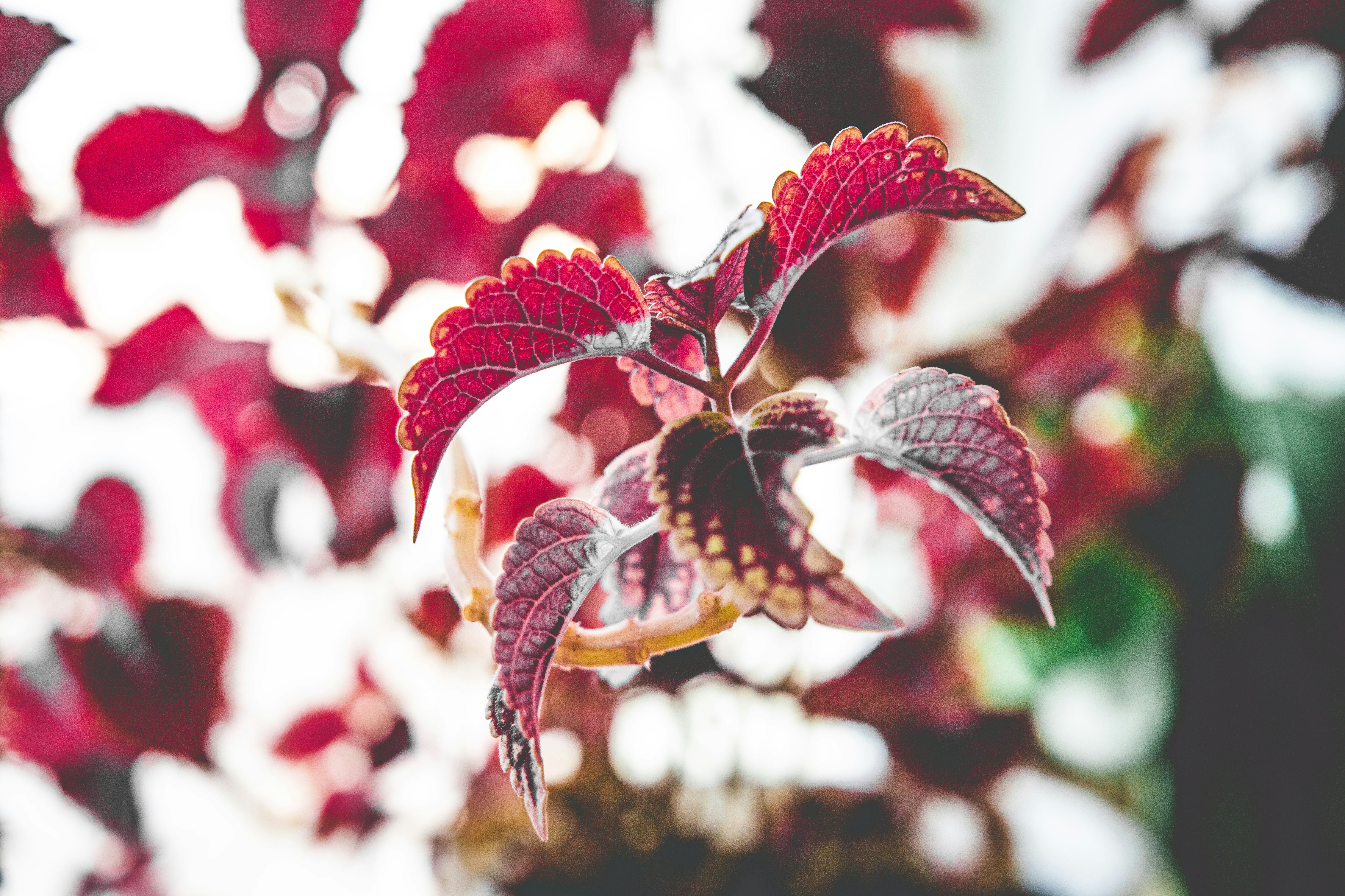 Crimson Leaf Veil: A Close-Up of Iris-Red Edges