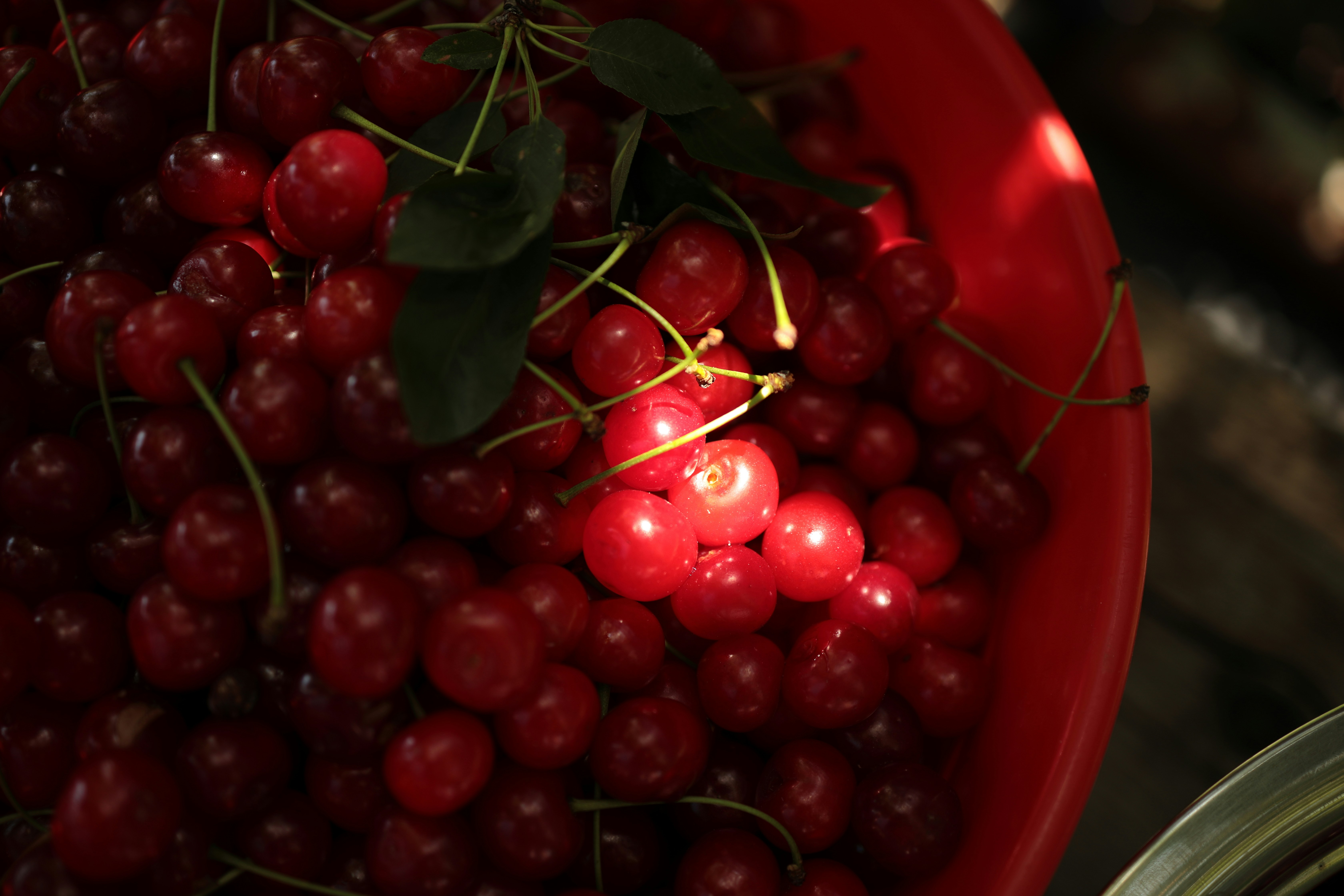 Sunlit Cherry Harvest in a Red Bowl