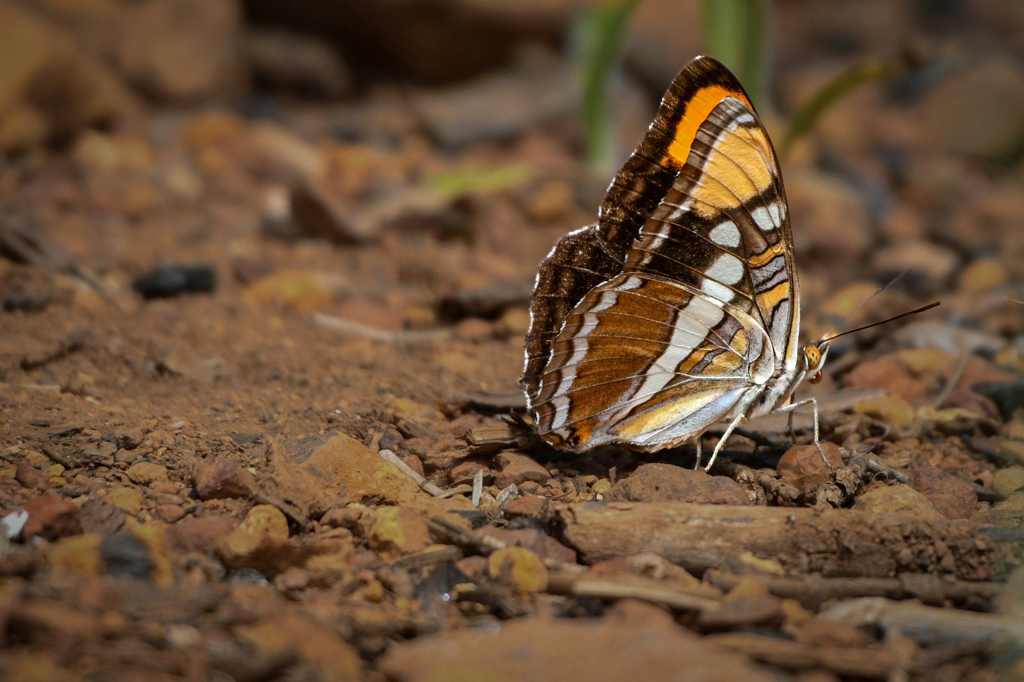 Grounded Monarch: a butterfly pauses on sunlit soil