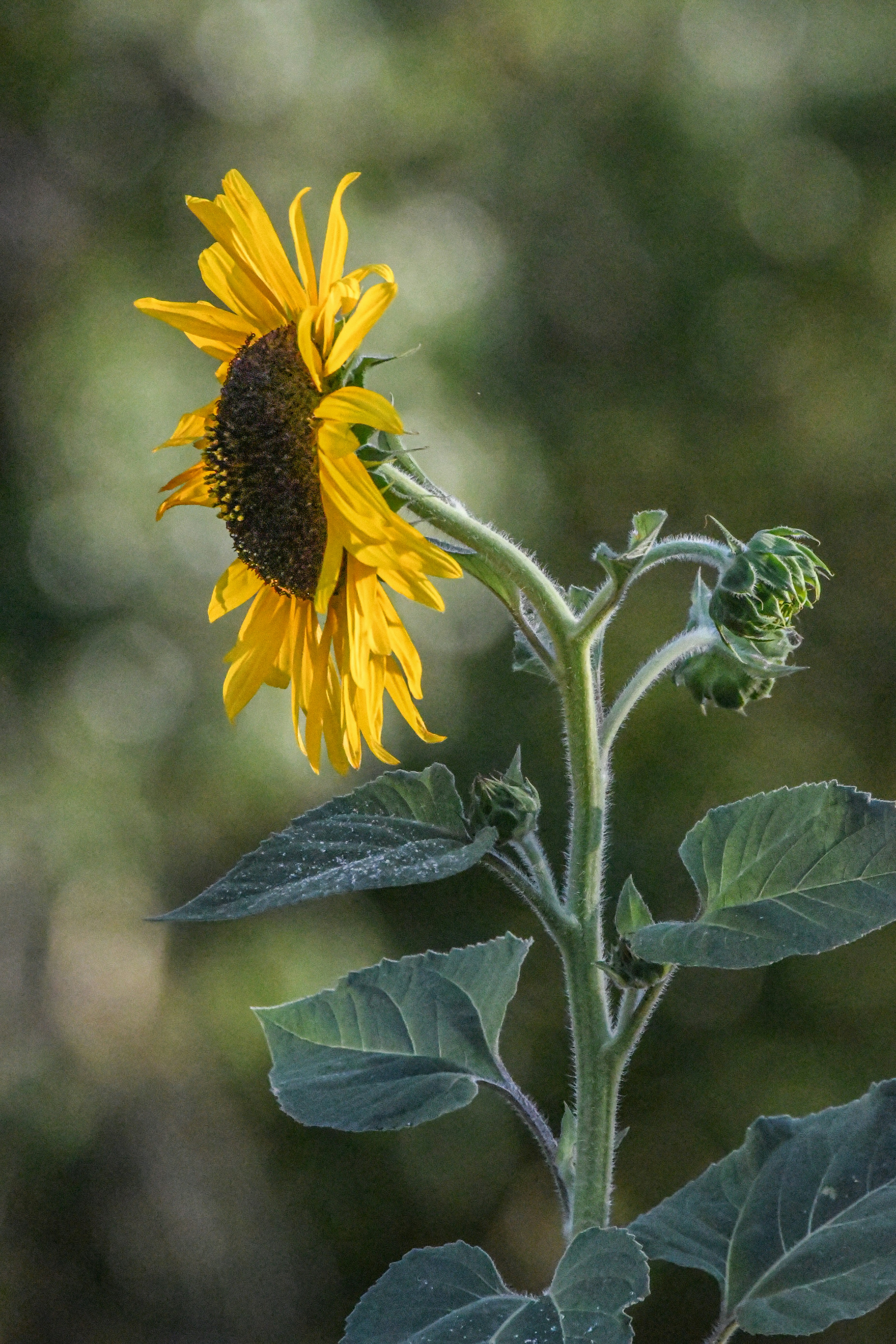 Sunflower in Profile: A Single Bloom Reaches Toward the Light
