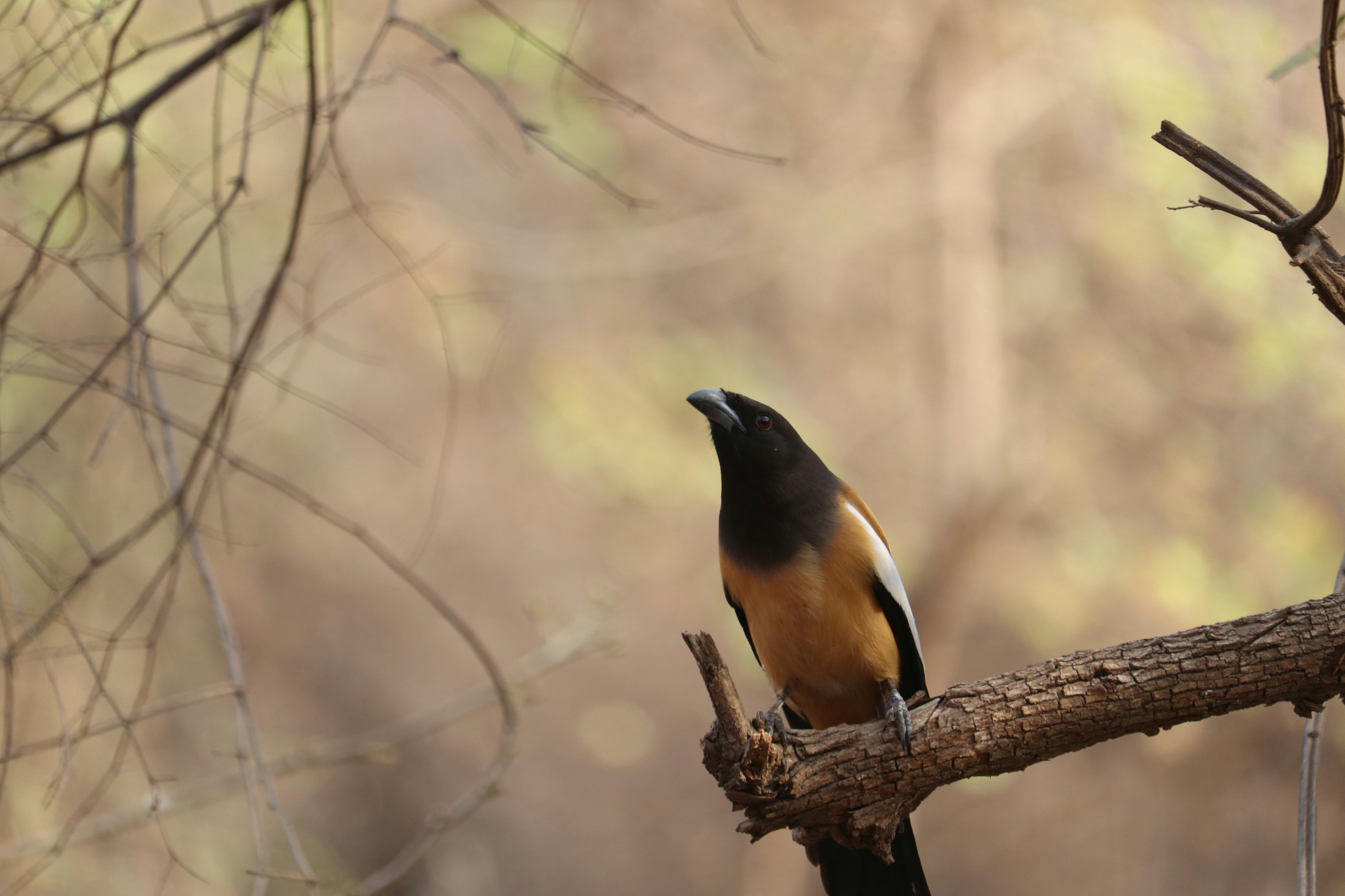 A Rufous Treepie perches attentively on a weathered branch in Ranthambore National Park, displaying its rich cinnamon plumage and long tail feathers against the natural woodland backdrop of the wildlife reserve.