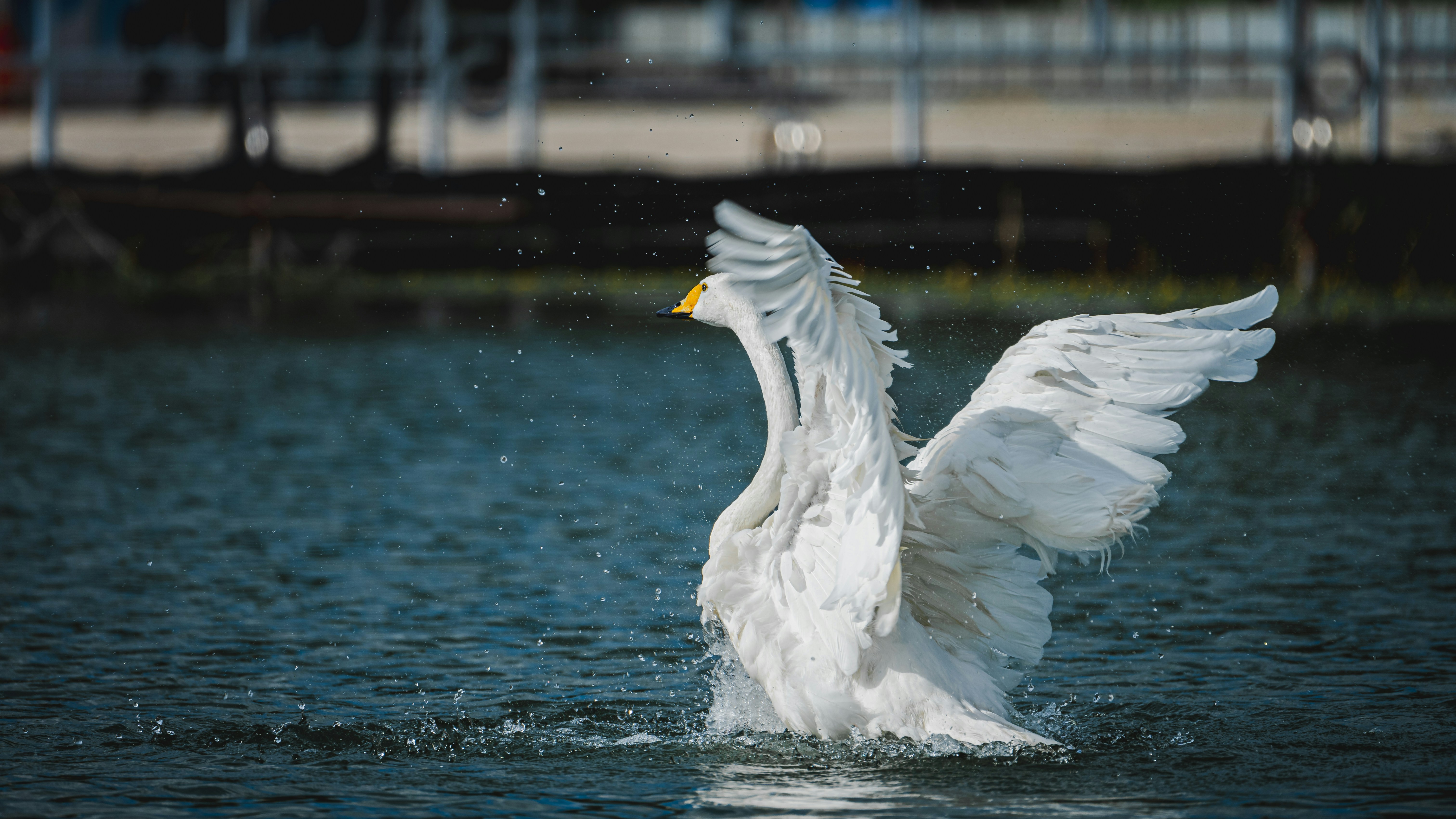 A white swan flares its wings as it rises from a turquoise water surface, droplets scattering around. The scene captures a moment of dynamic motion near a docked shoreline, with the bird as the clear focal point.