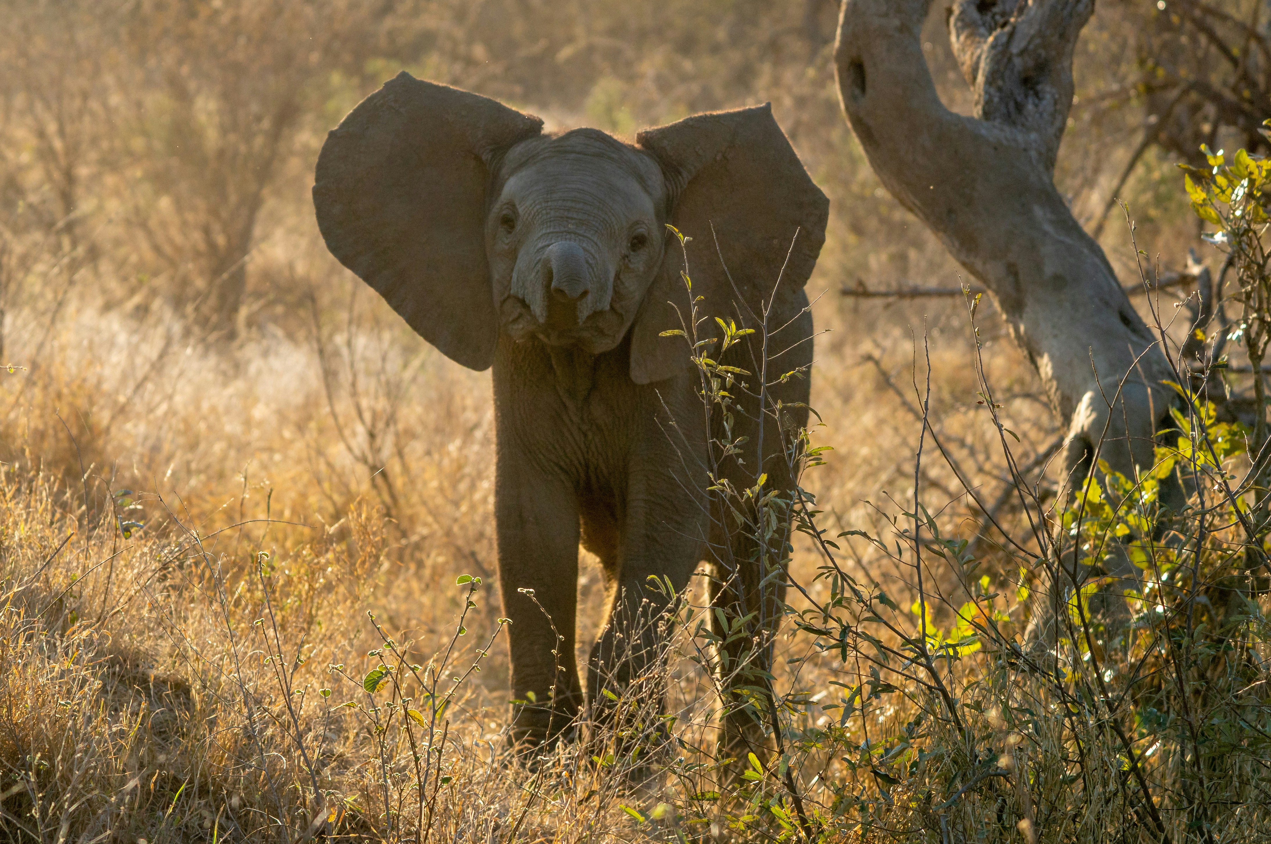 Awakening in Golden Grass: An Elephant Calf Steps into Dappled Light