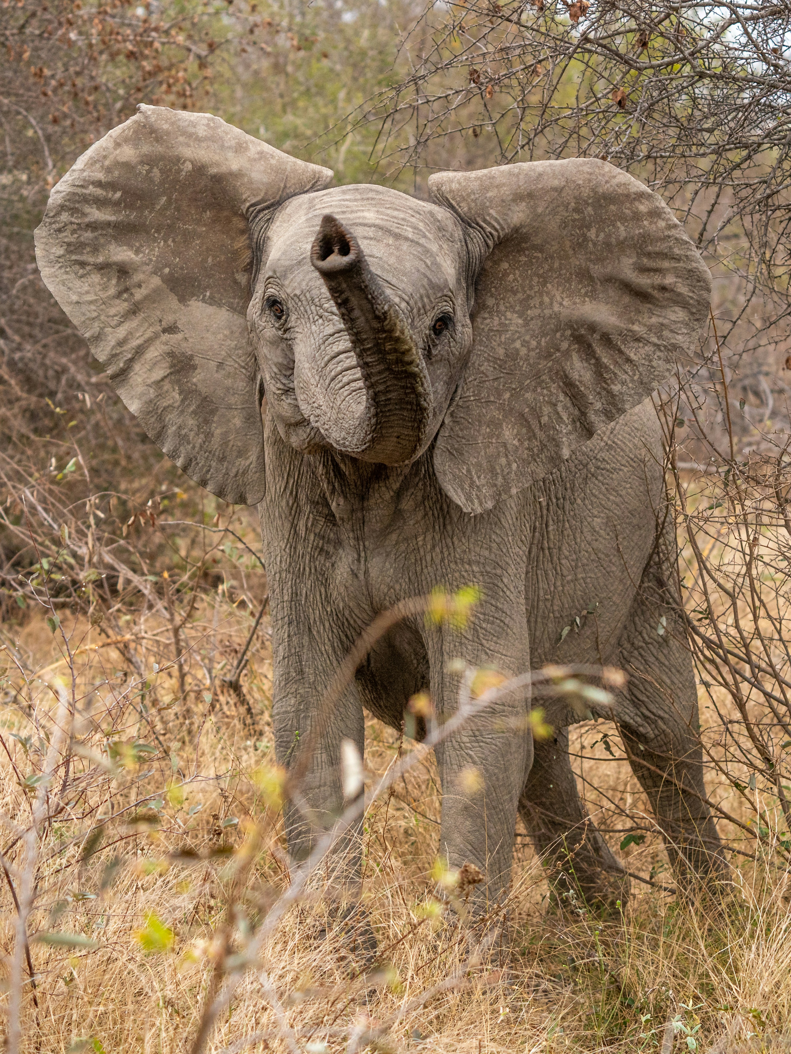 Inquisitive Trunk: A Young Elephant Faces the Camera