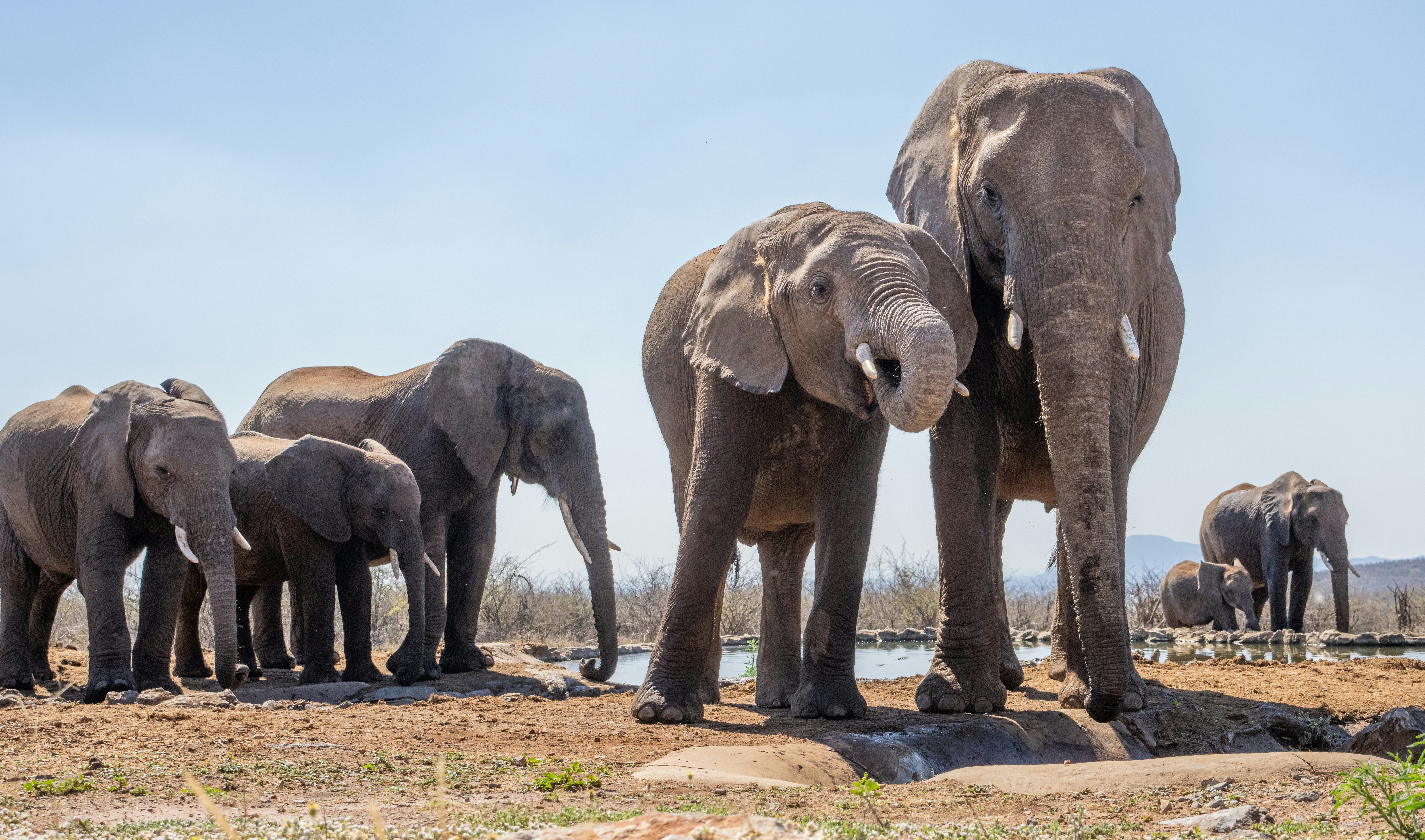 A herd of African elephants at a watering hole in a dry landscape