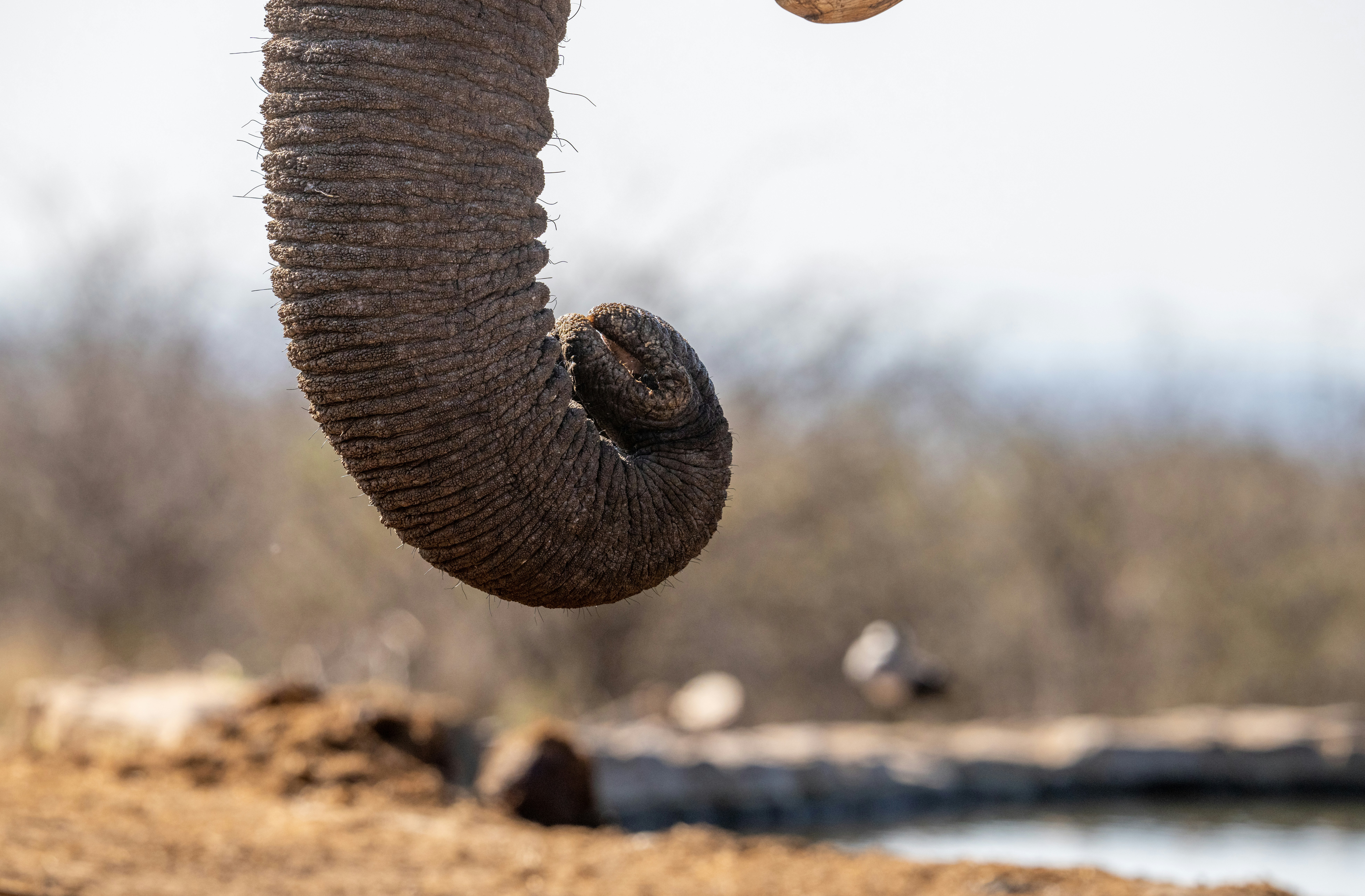 Curled Trunk in Focus: An Elephant Snout Hangs Above a Sparse Landscape