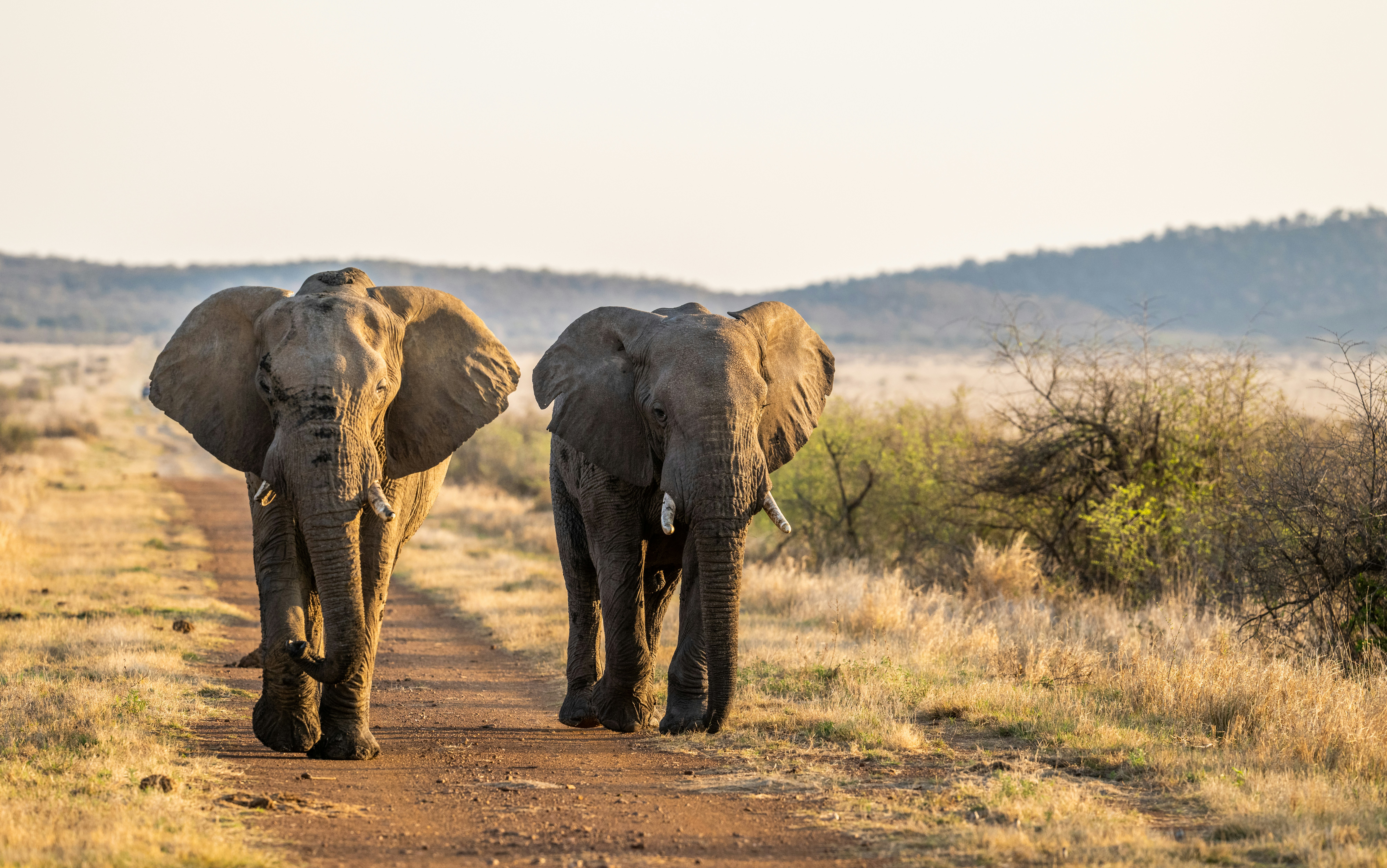 Twin Giants on a Dusty Avenue