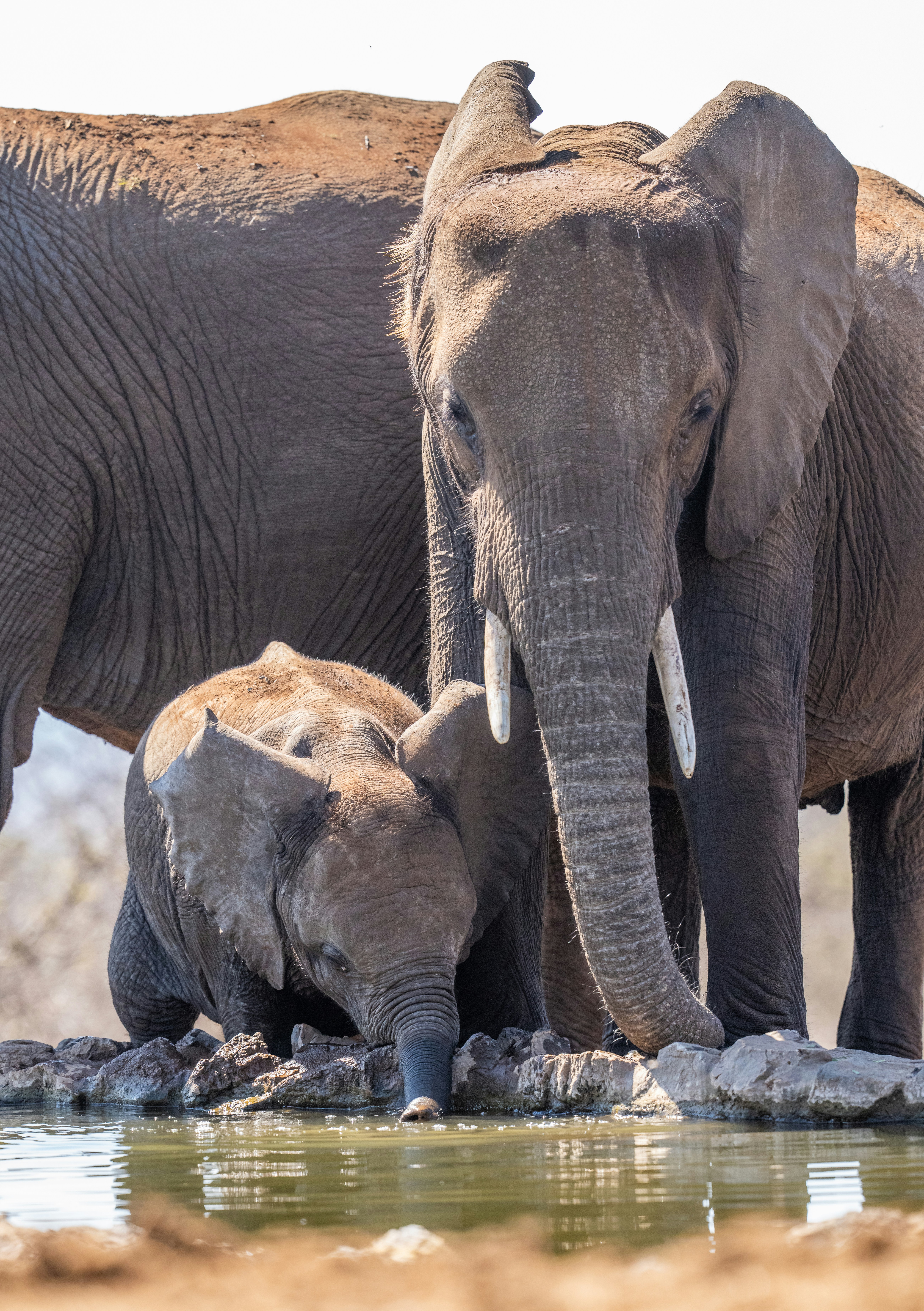 Family at the Waterhole: Giants and a Calf Share a Quiet Moment