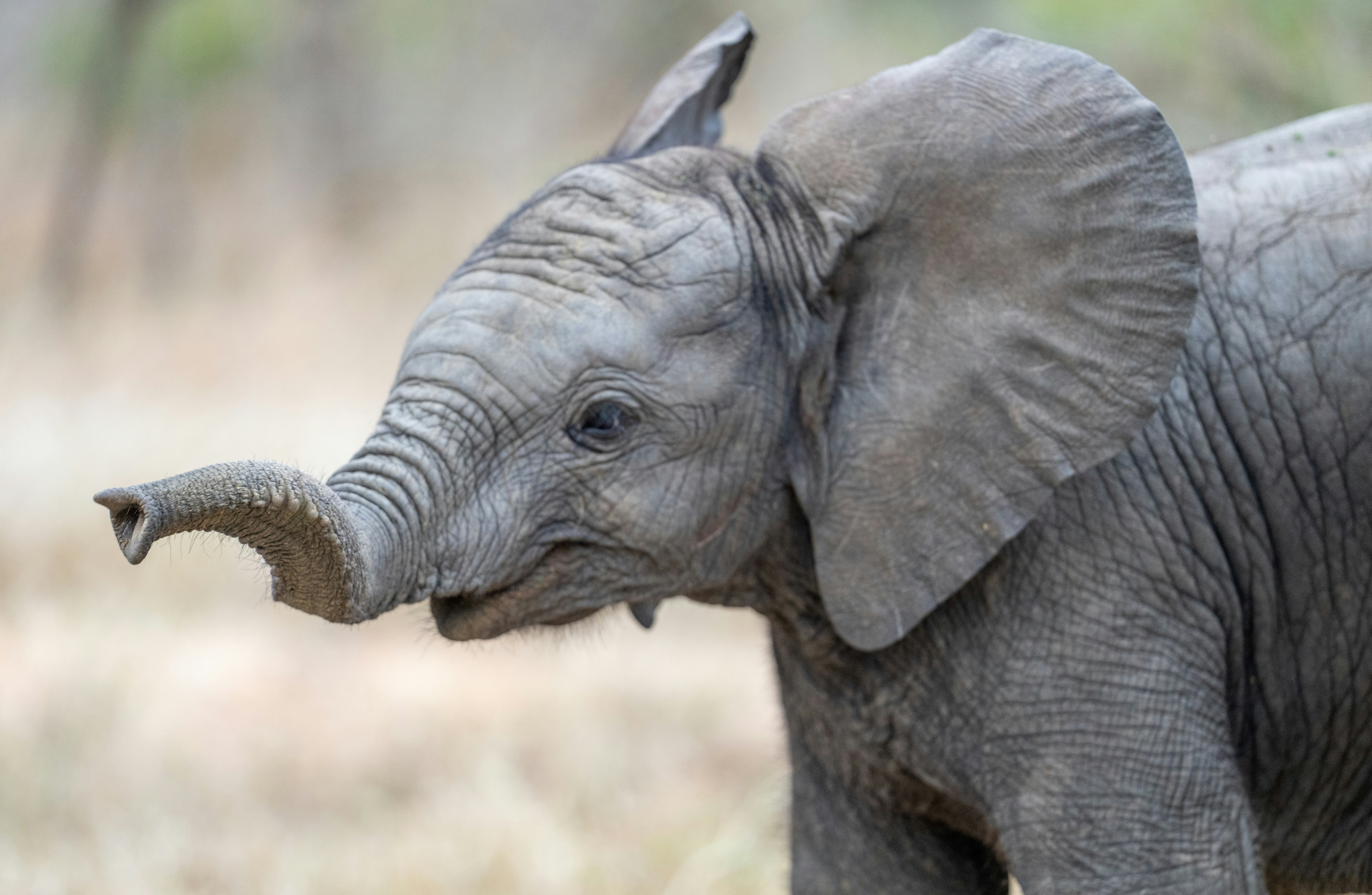Young Elephant's Curved Trunk and Gentle Gaze