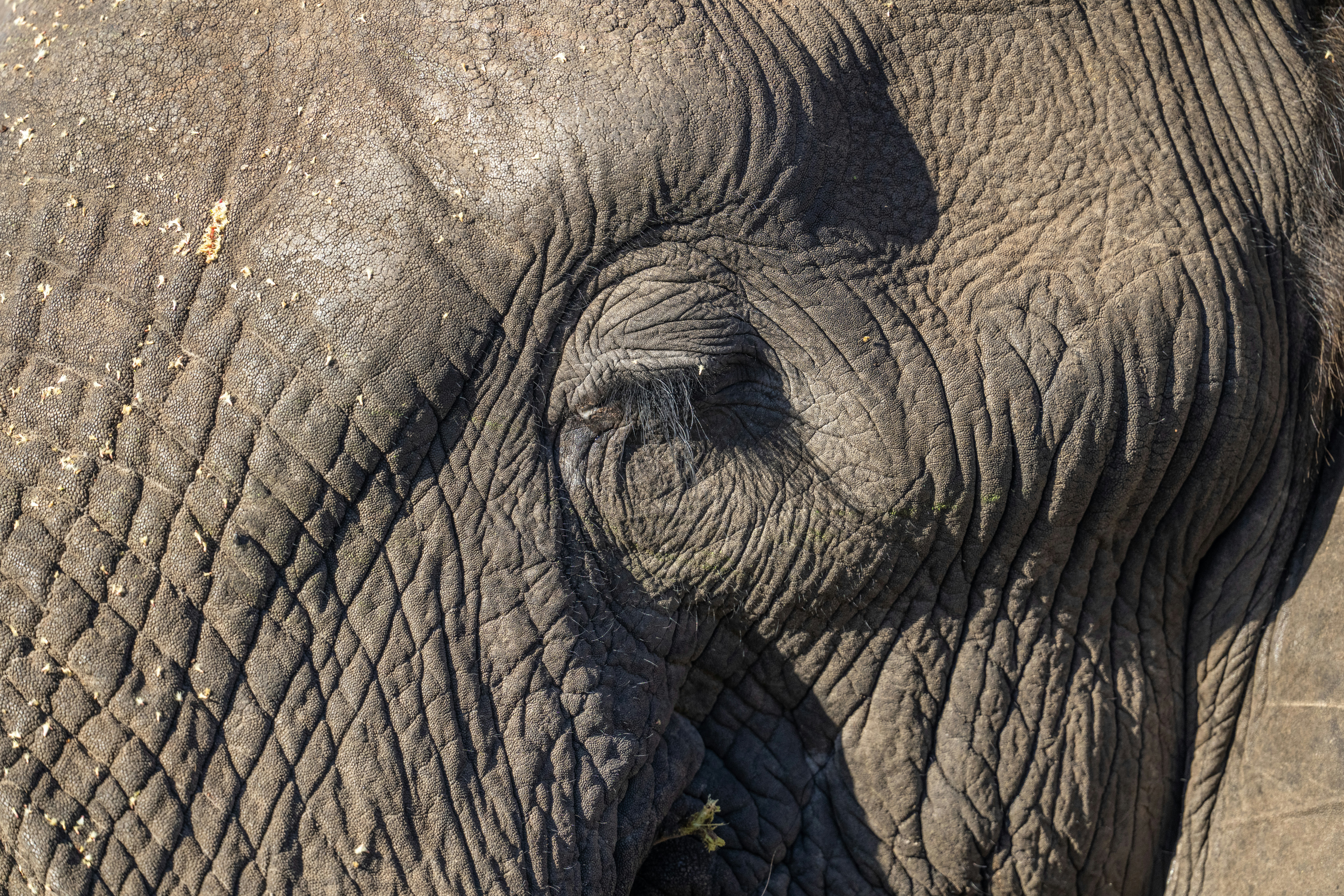 Whorled Armor: The Eye of the Elephant