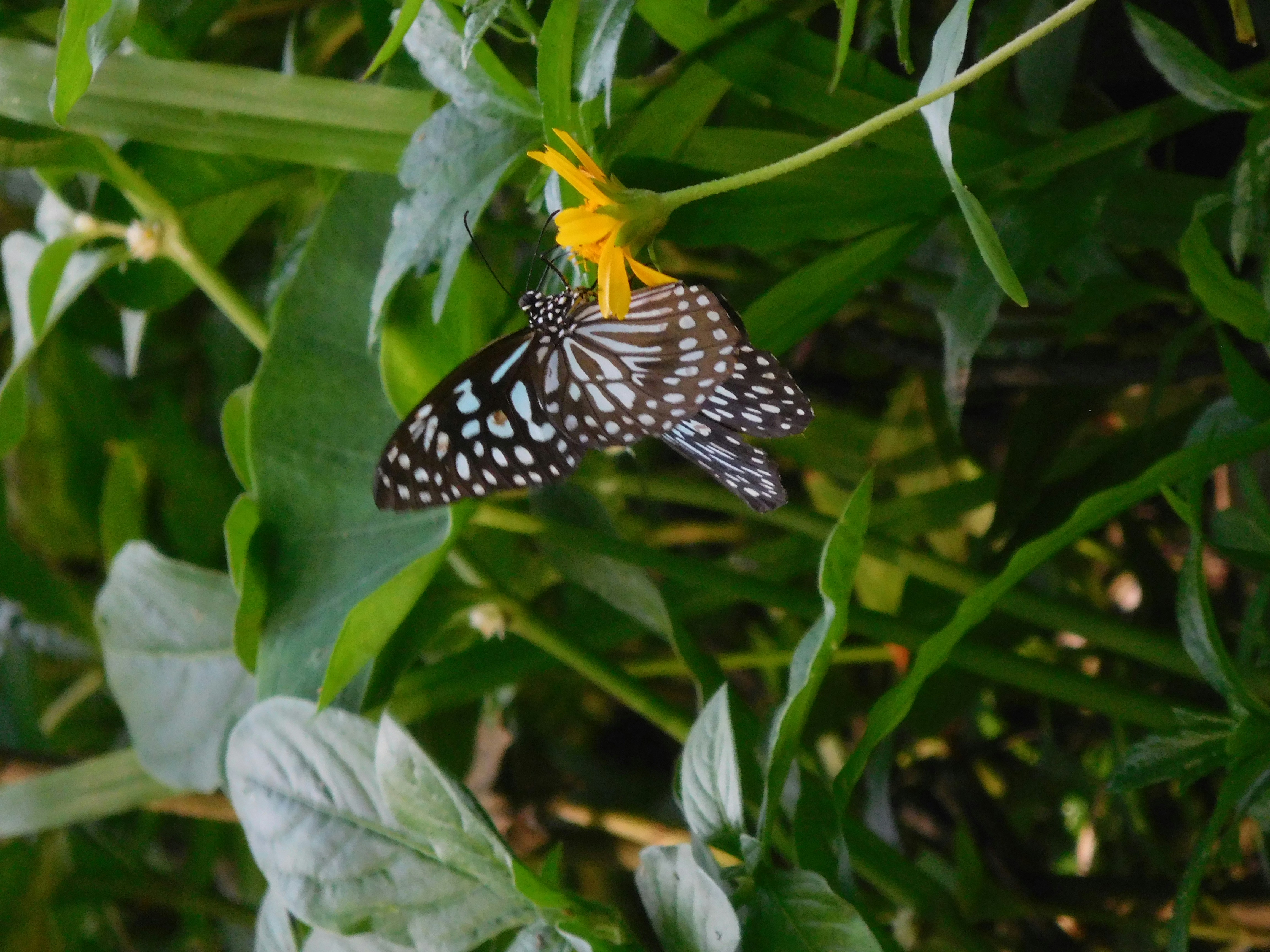Monarch in Yellow: A butterfly sips nectar amid emerald vines
