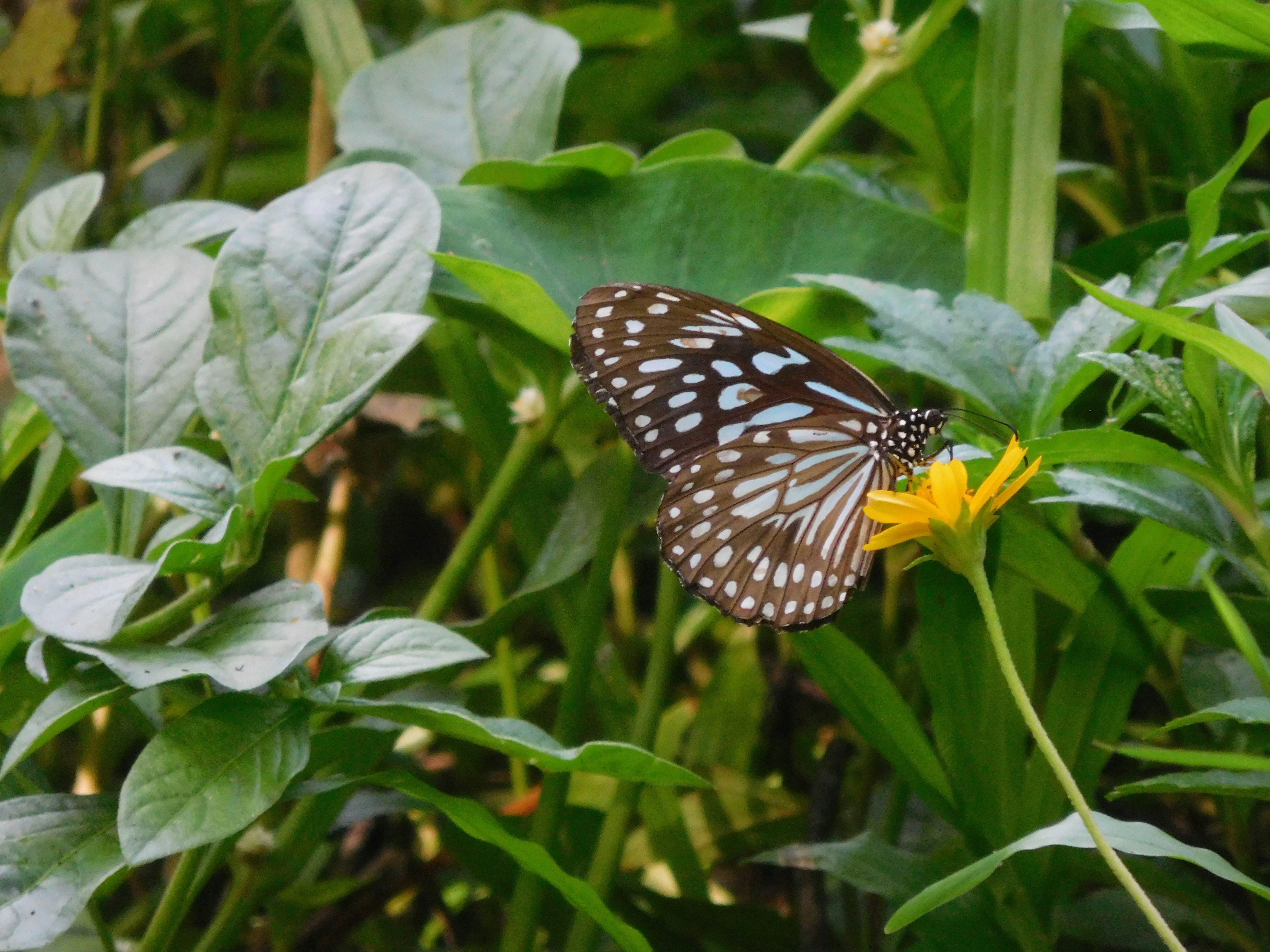Butterfly perched on a yellow flower among dense green foliage, captured with natural outdoor lighting. The image emphasizes the butterfly as the focal subject with sharp detail on wings and nearby leaves. (Note: appears as a close-up of a living insect amid plants.)