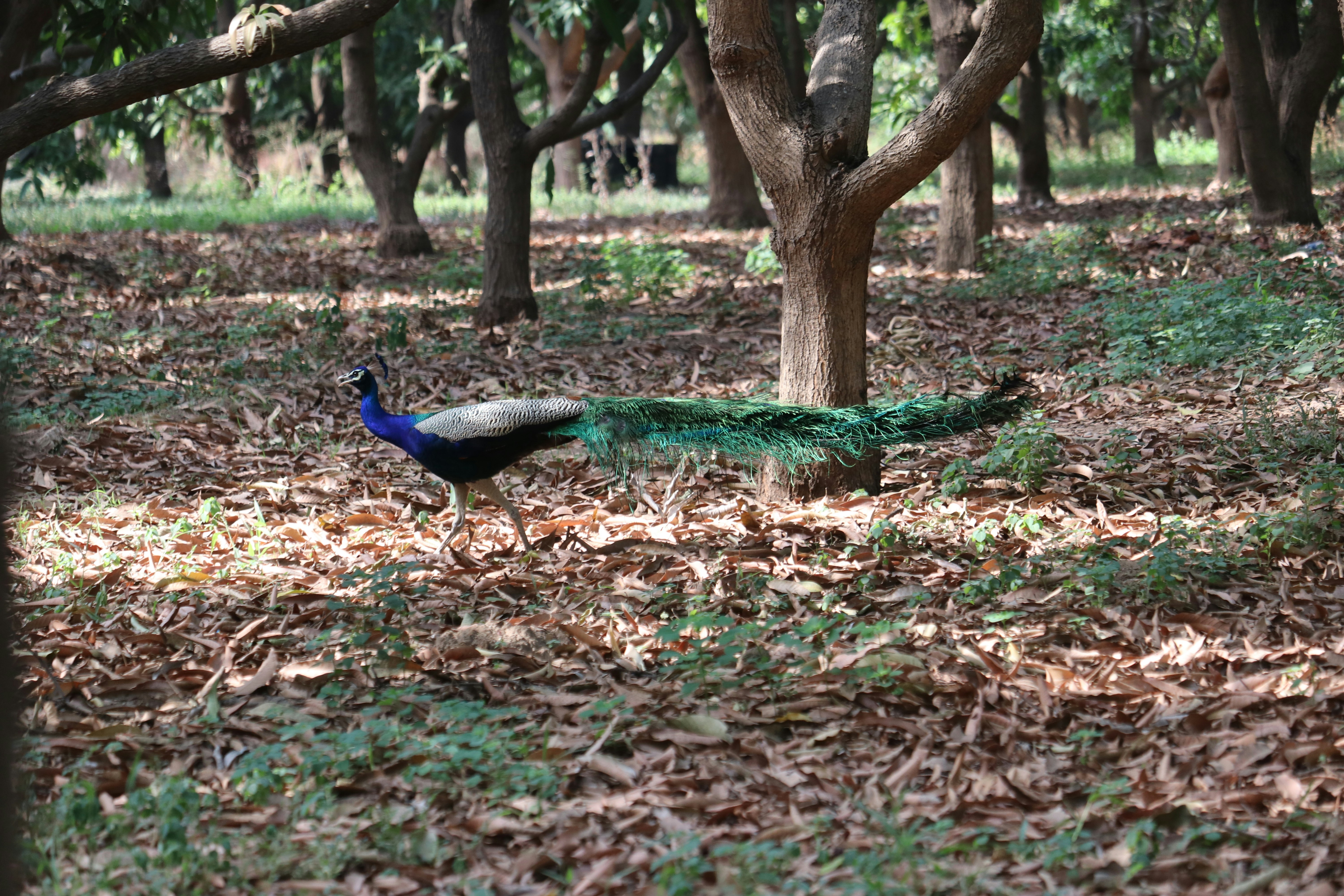 Emerald Plume Crossing: A Peacock in a Quiet Canopy