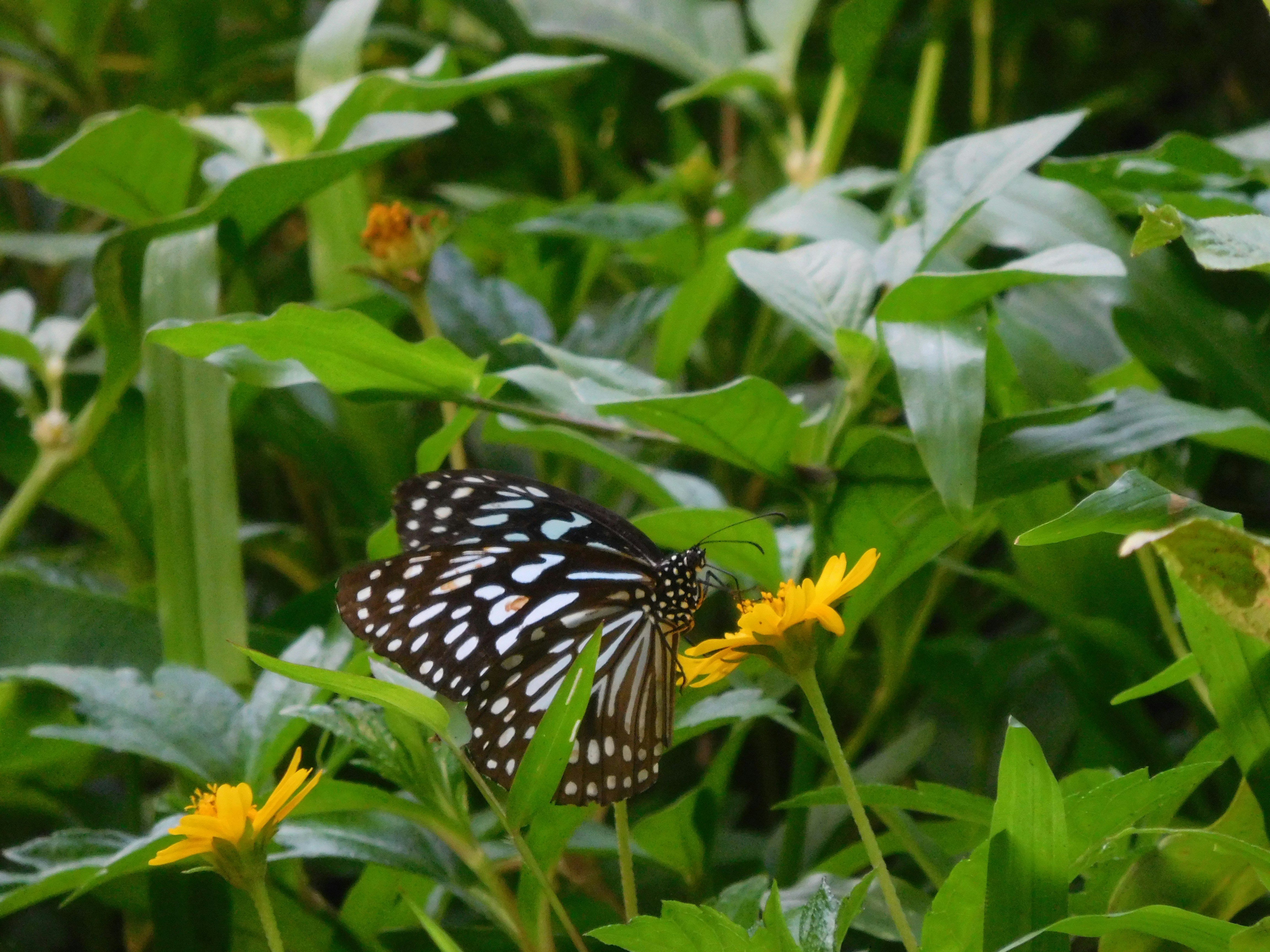 A black butterfly with white spots rests on a yellow flower amid dense green leaves and stems. The scene captures natural detail and vibrant color in a garden setting.