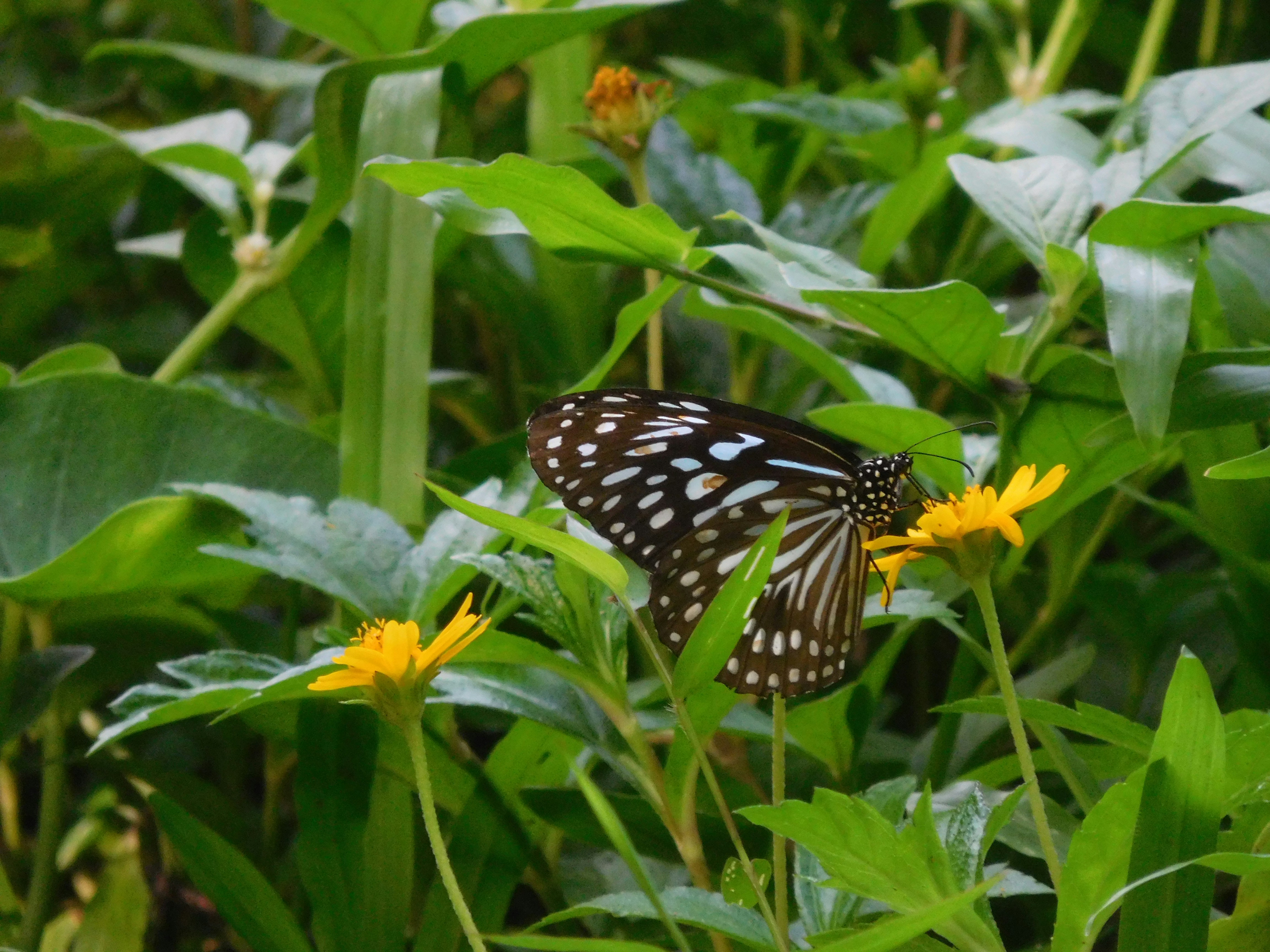 Close-up of a black butterfly with white spots perched on a yellow flower among lush green leaves.