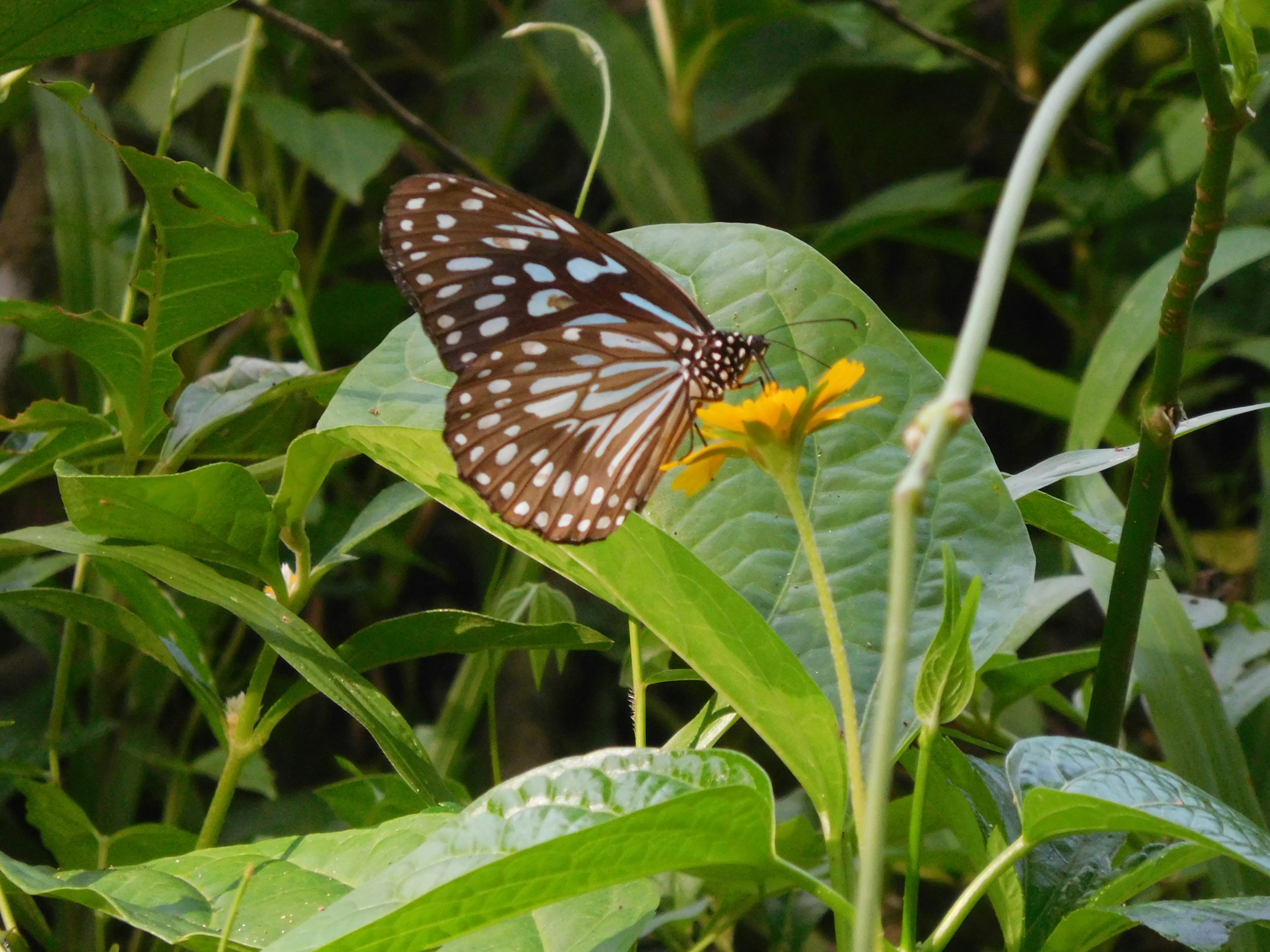 Scarlet Wing in a Green Hideaway