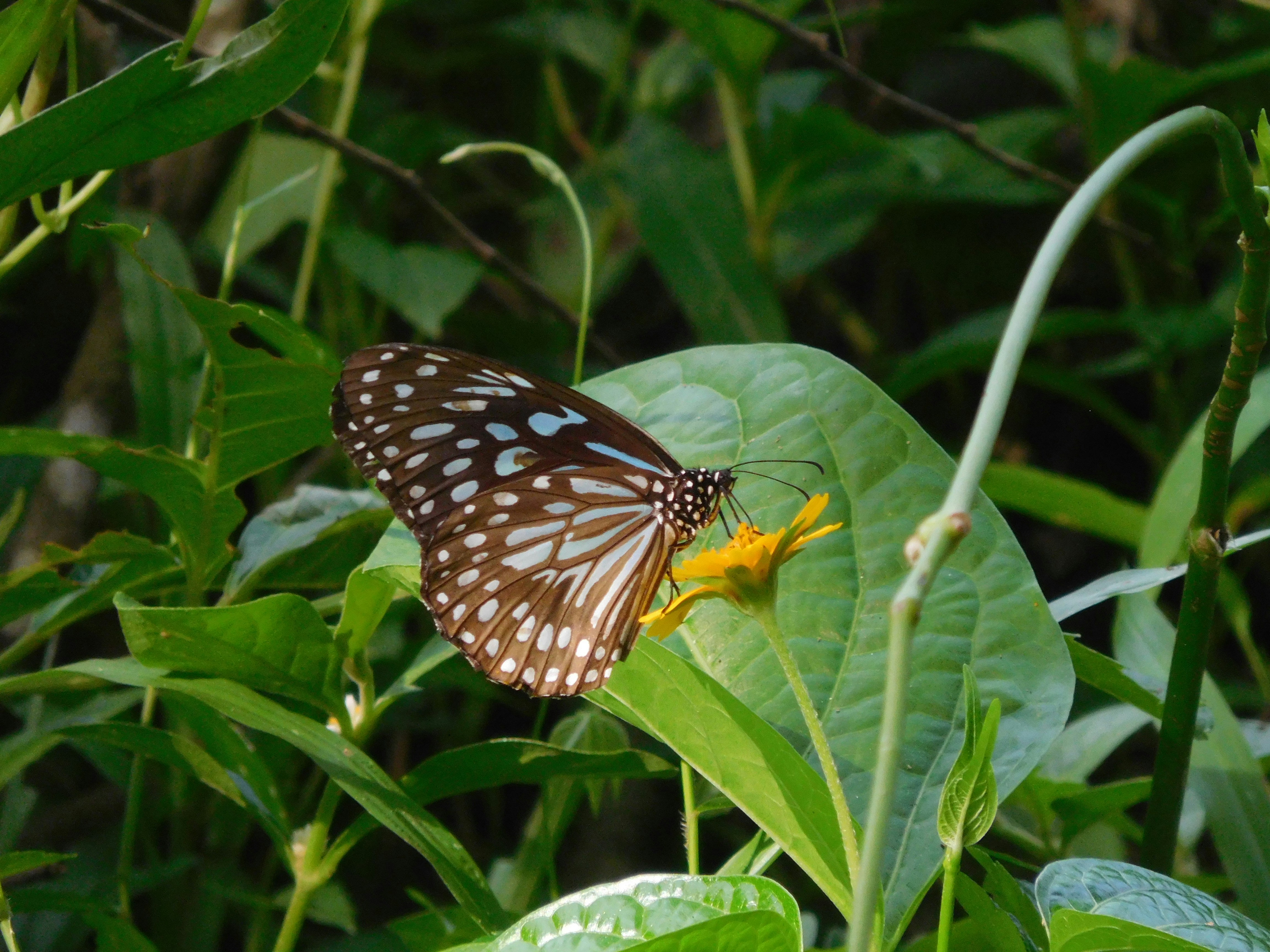 Brown butterfly with white spots resting on a yellow bloom amid lush green leaves