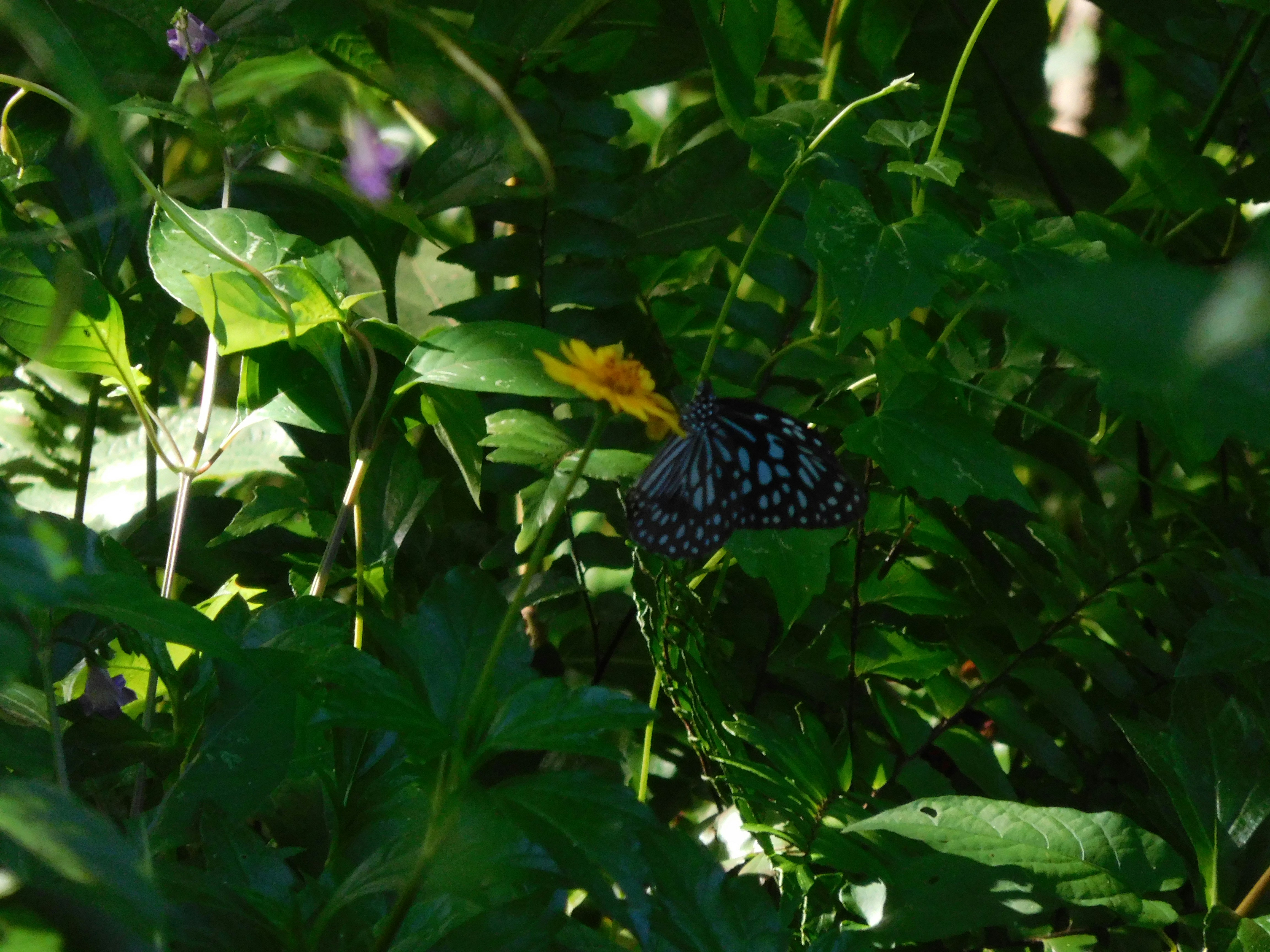 Dappled Meadow: A Monarch of the Green Embers