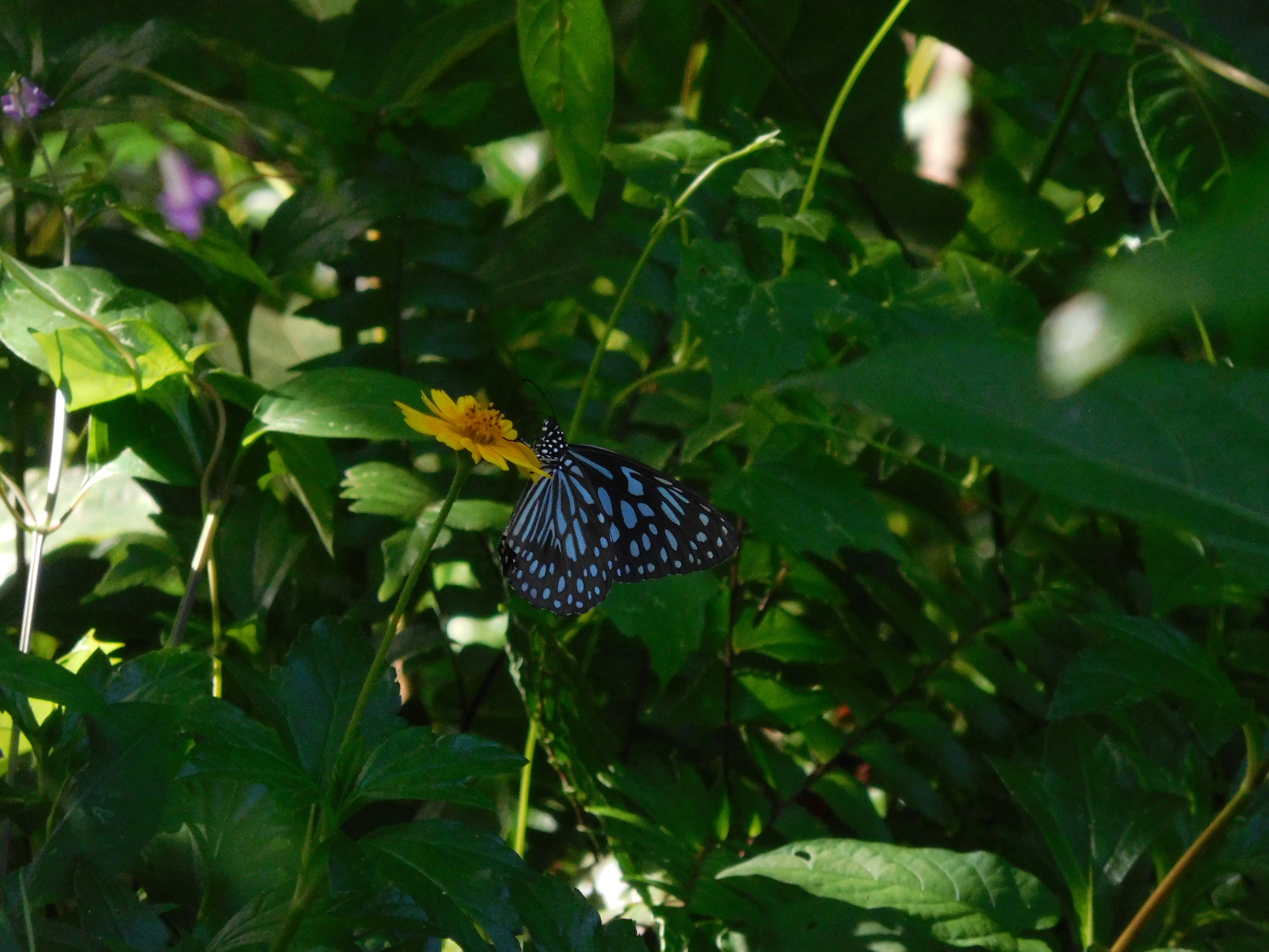 Vibrant blue-spotted butterfly rests on a yellow flower amid lush green foliage, sunlight filtering through the leaves.