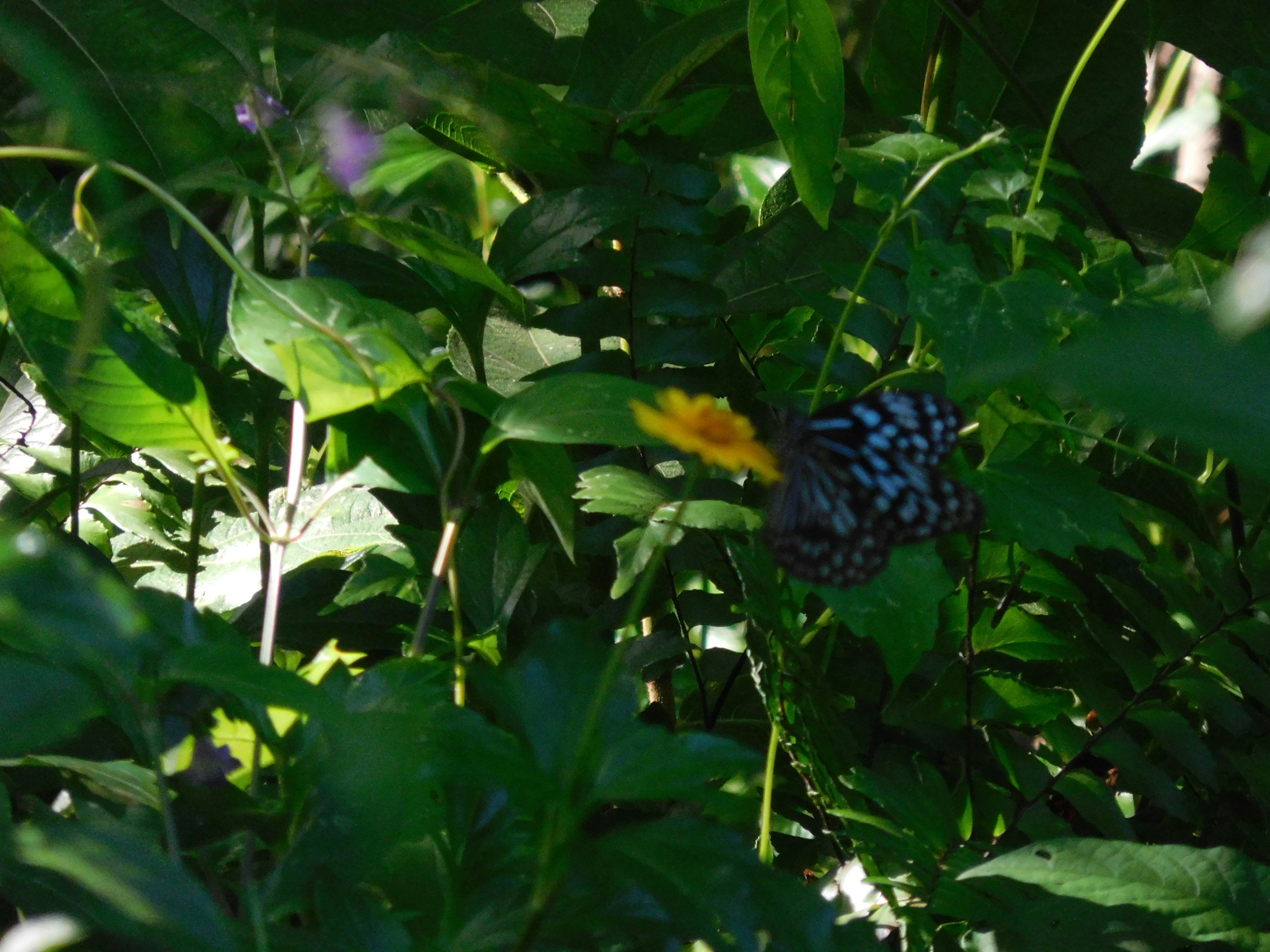 A blue butterfly hovers near a small yellow flower amid dense green foliage, captured in a sunlit garden scene.