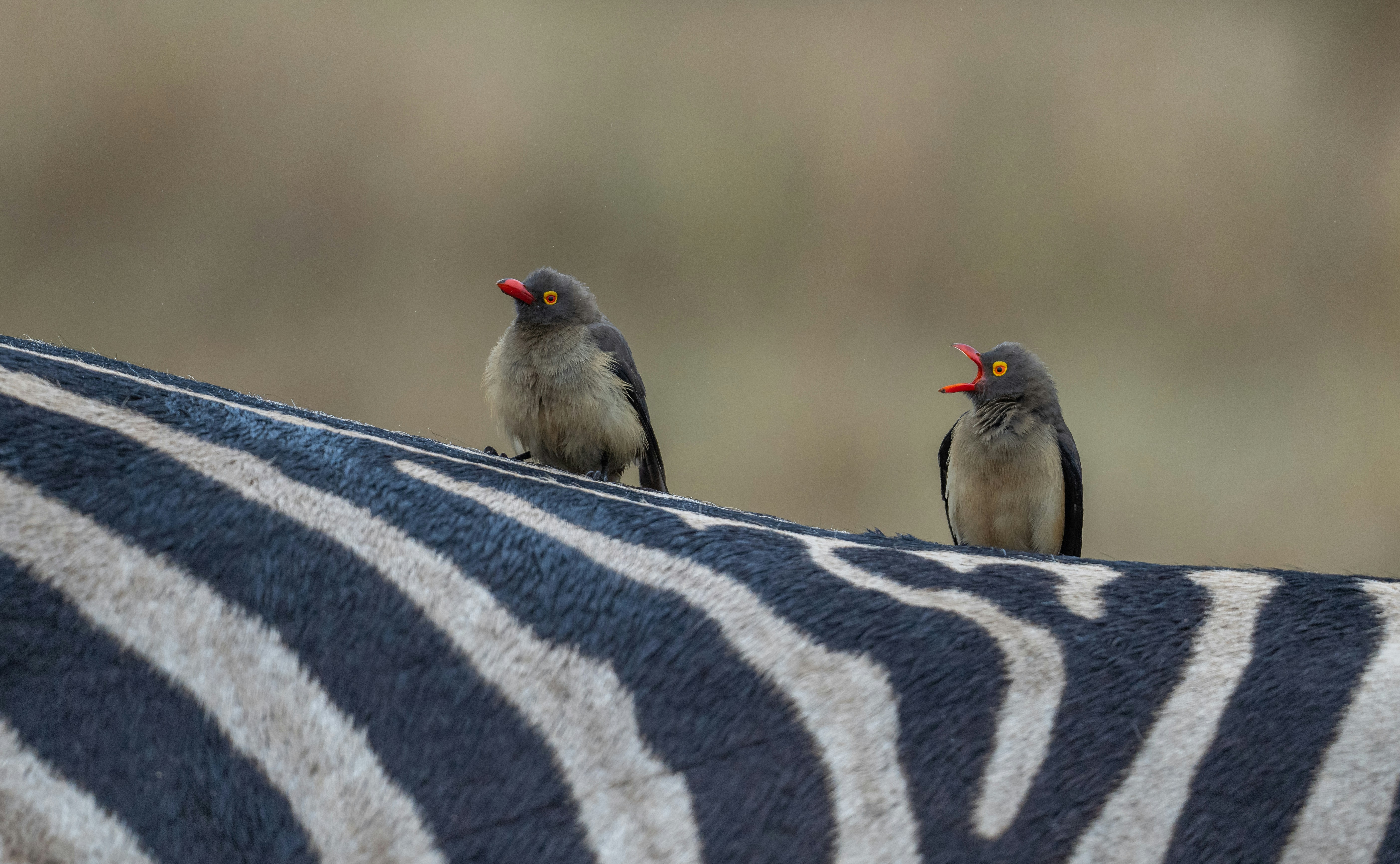 Two Red-billed Dyocha on Zebra Stripe Peak