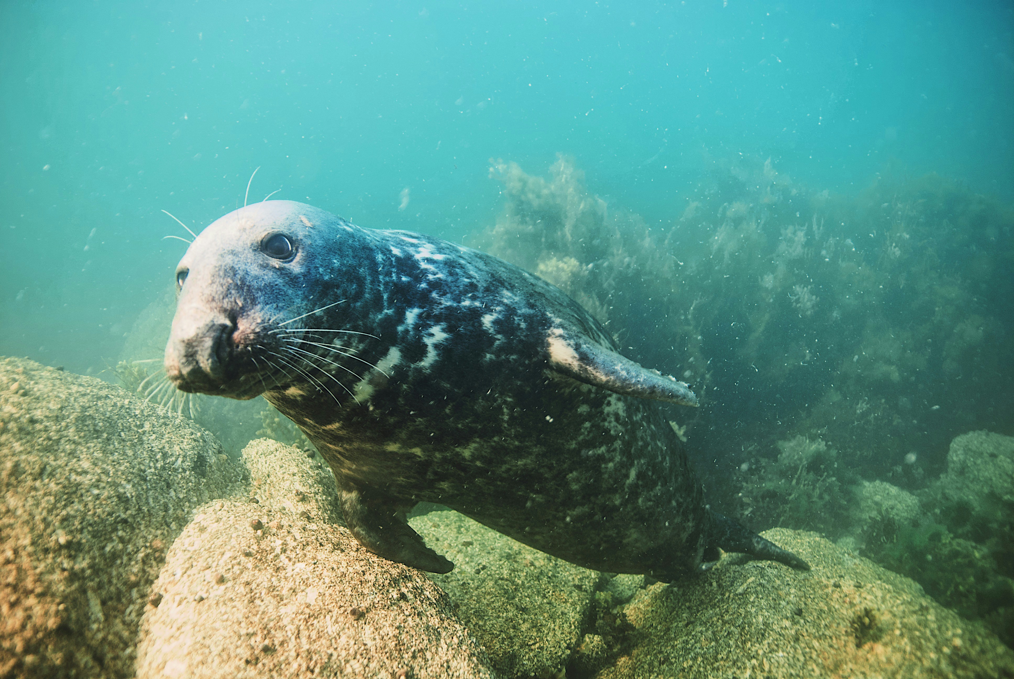 Curious Harbor Seal Watches the Reef Currents