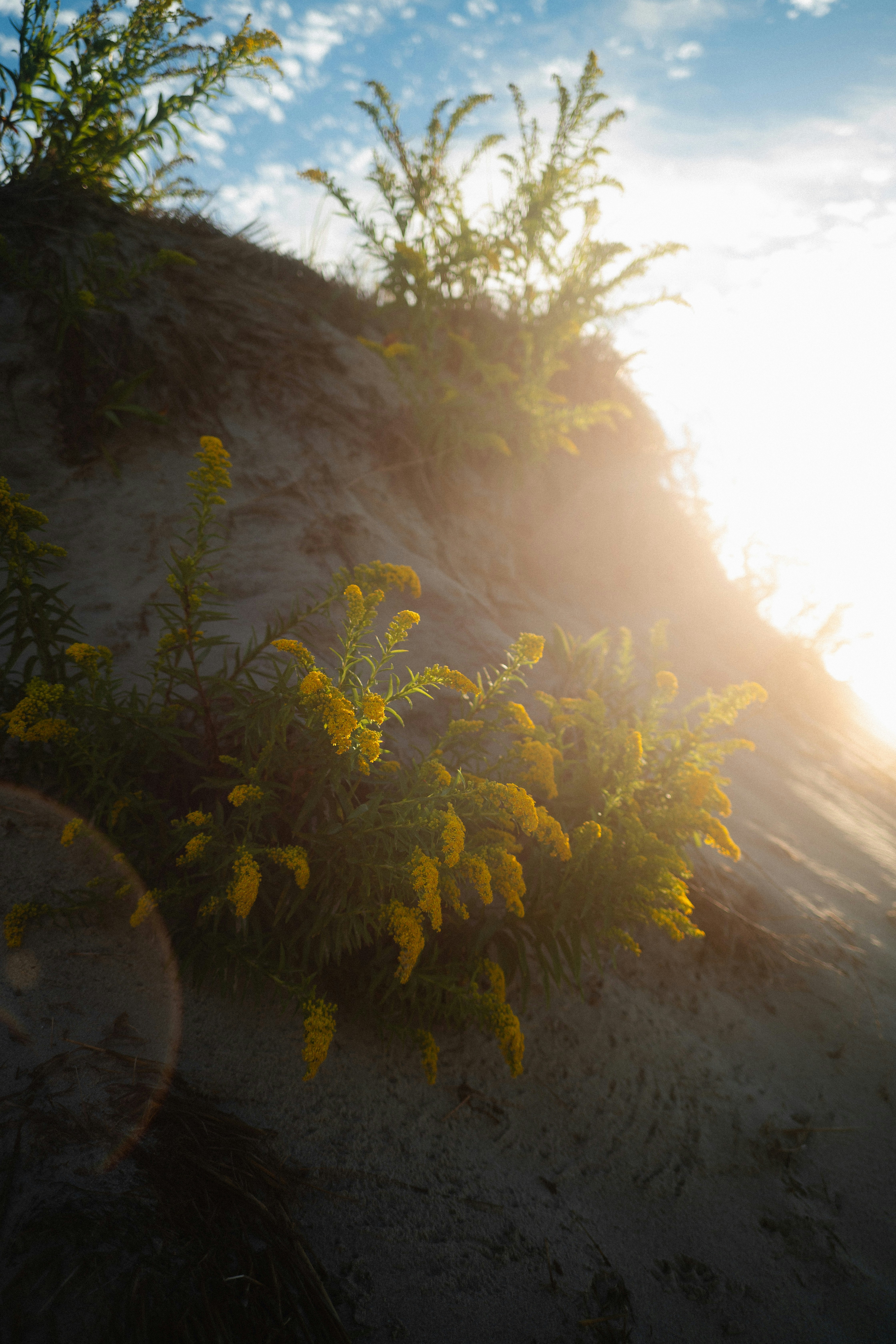 Sunlit yellow wildflowers cling to a sandy dune with soft backlight and a hazy glow, creating a warm, painterly scene.