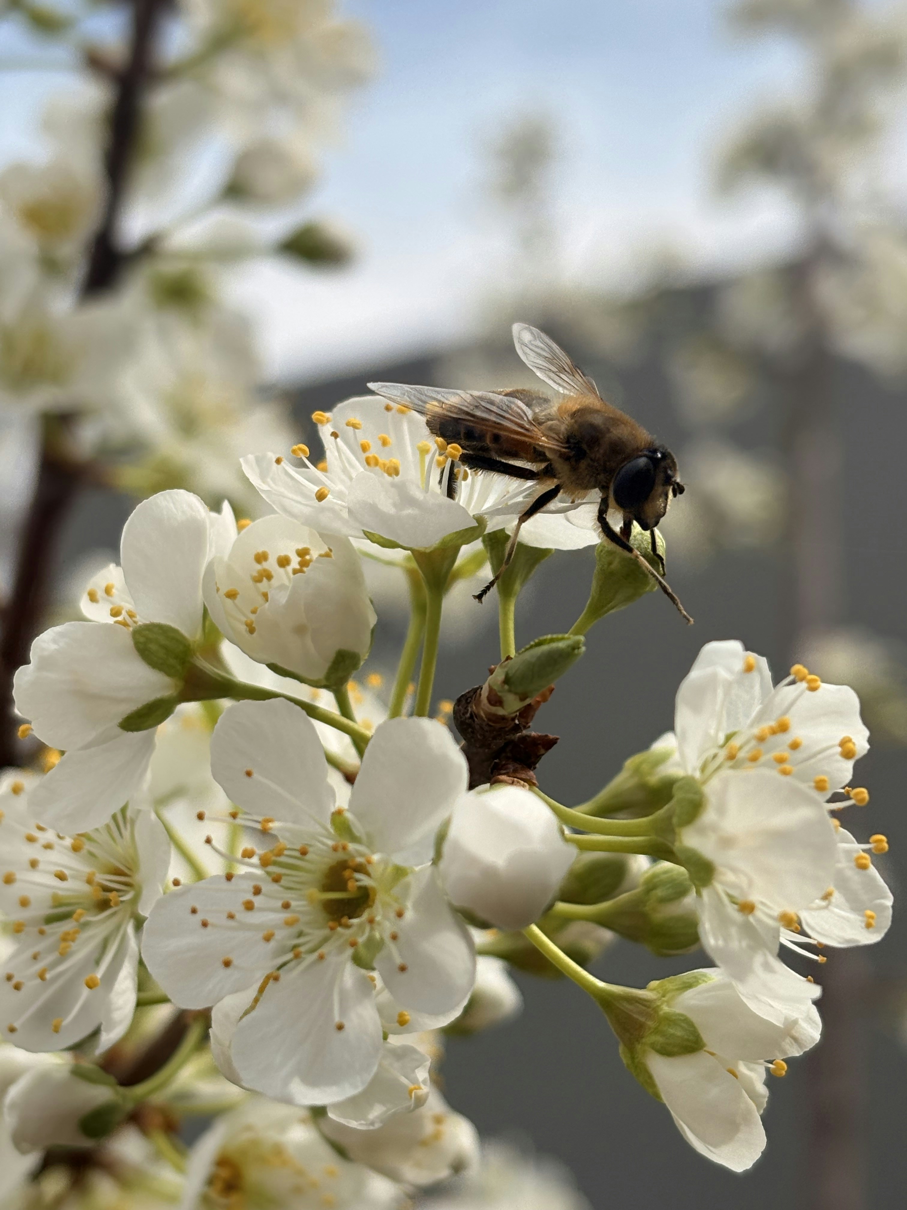A close-up of a bee perched on white blossoms with a softly blurred background, highlighting details of petals and pollen. The scene emphasizes pollination activity.