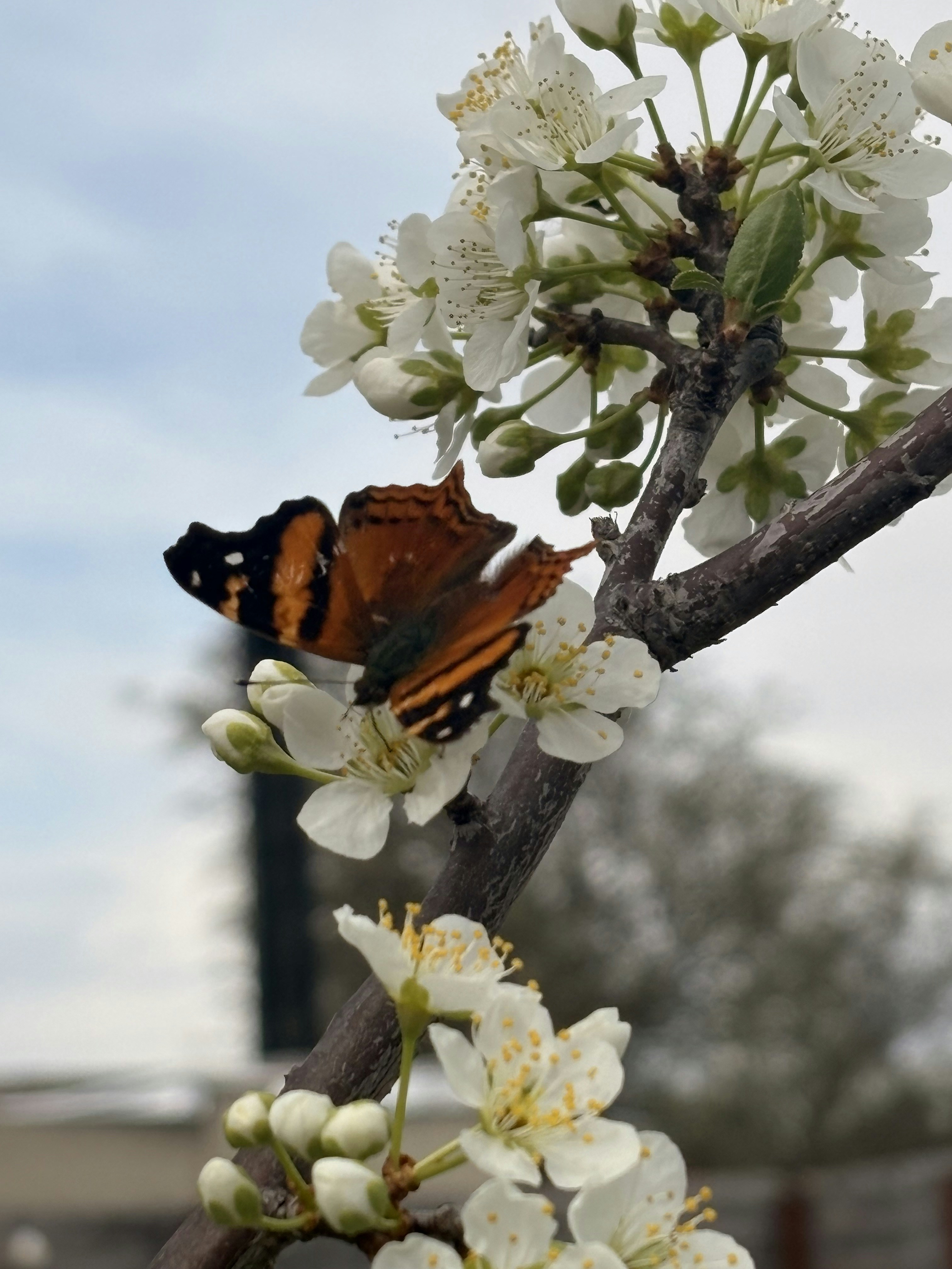 Orange-Black Butterfly on White Blossom Verge