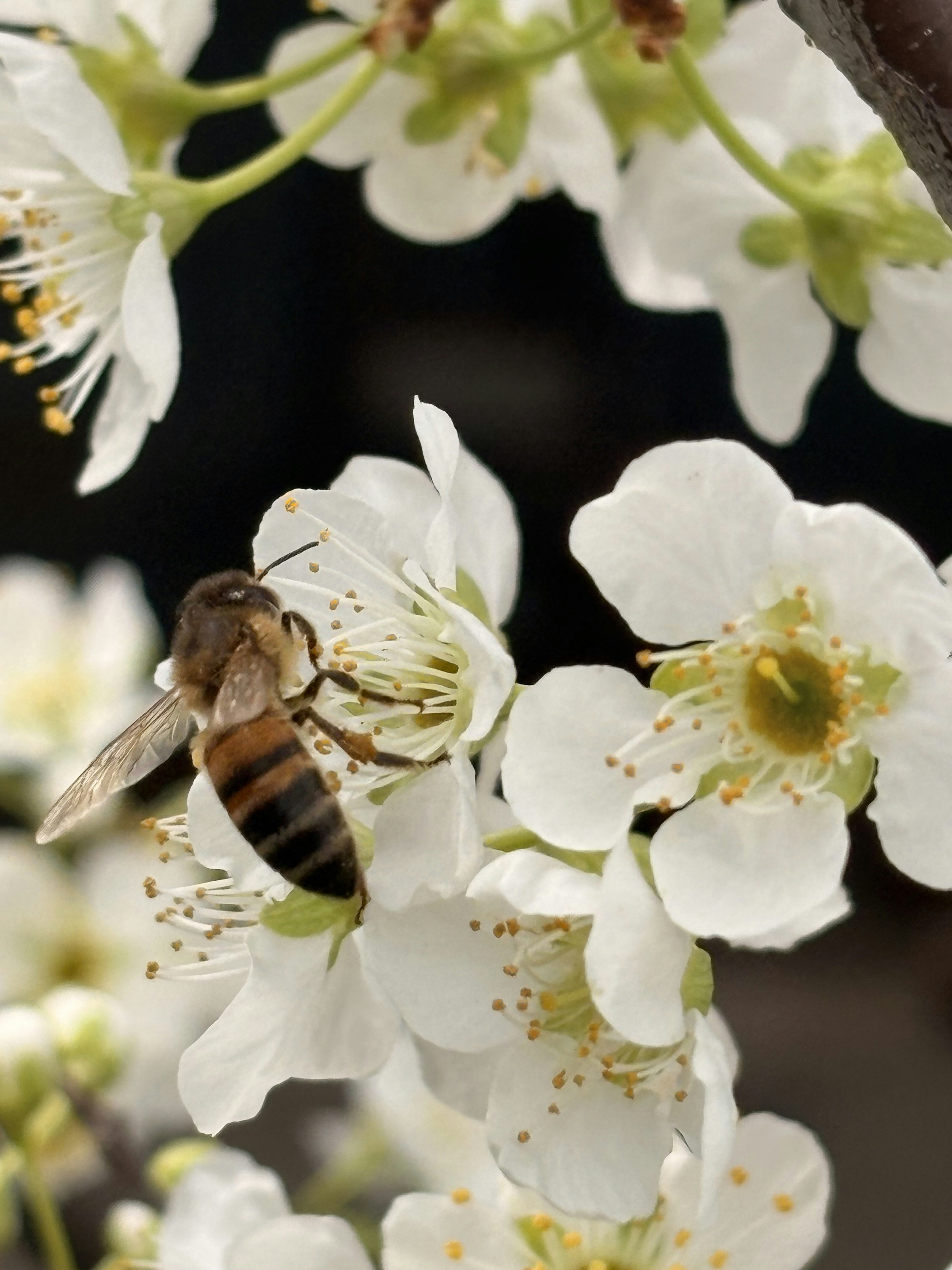 Honeybee at the White Blossom Window