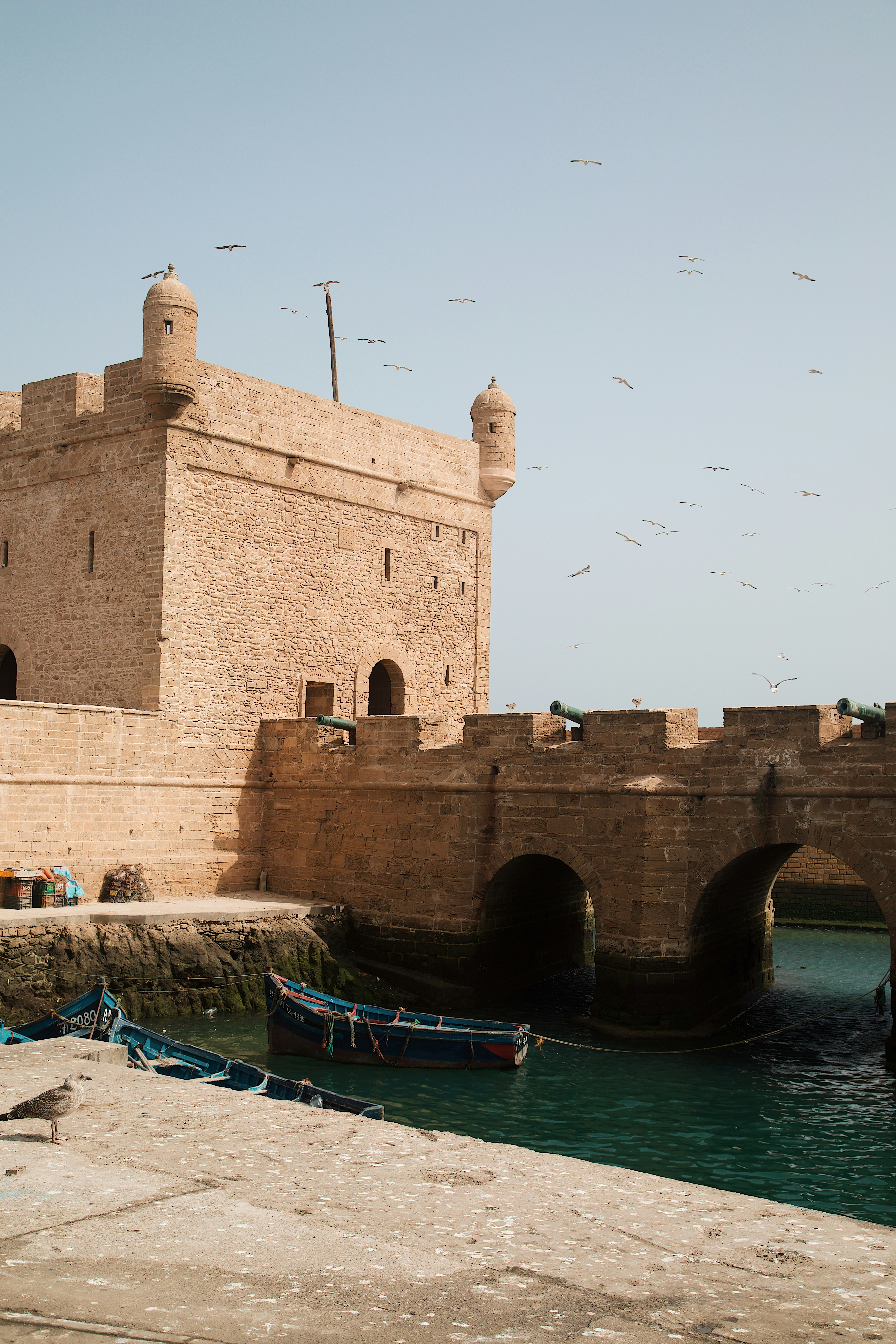 Fortress by the Sea: Seabirds Above the Ancient Bastion