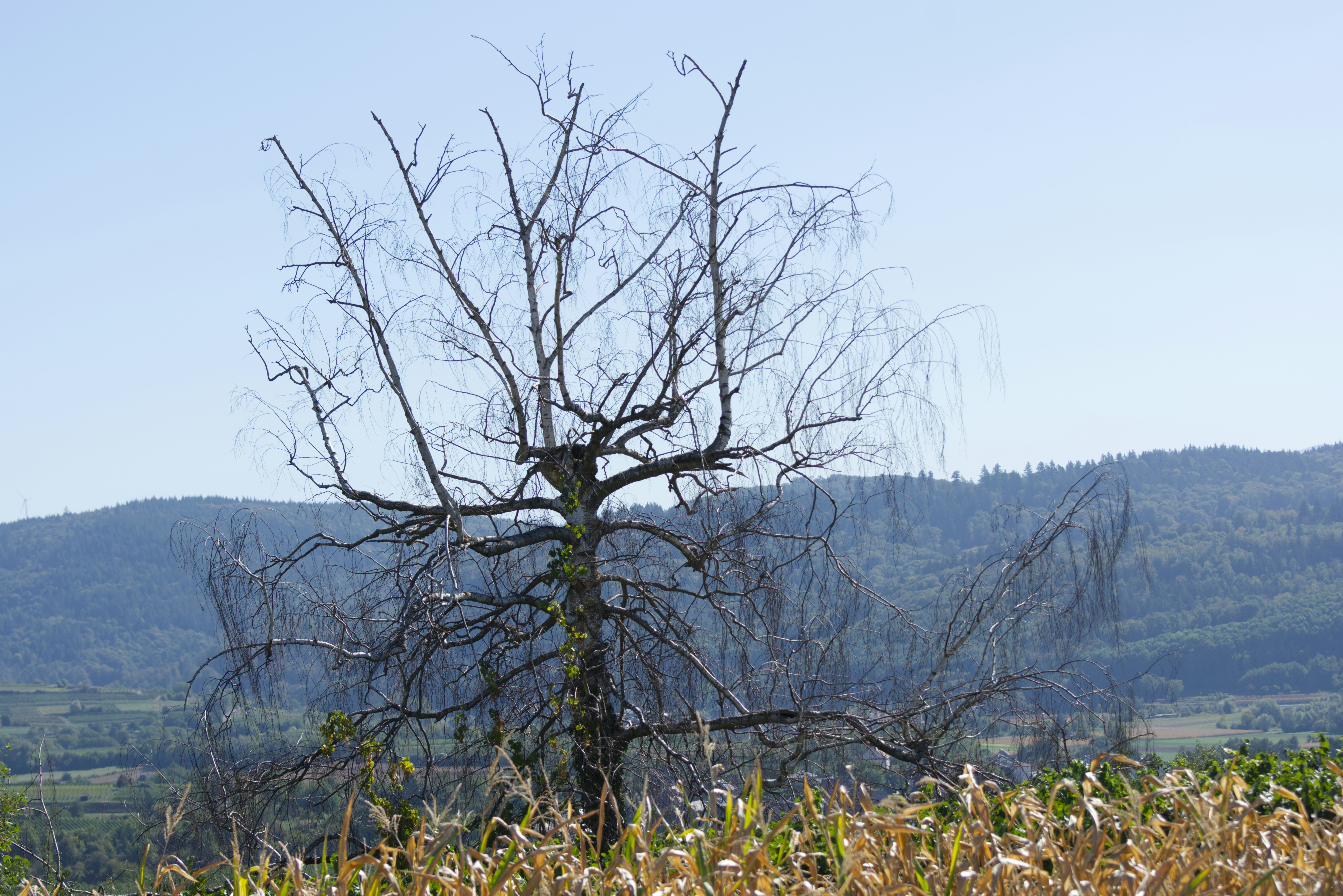 Winter Orchard Sentinel: A Bare Tree Standing Against Hills