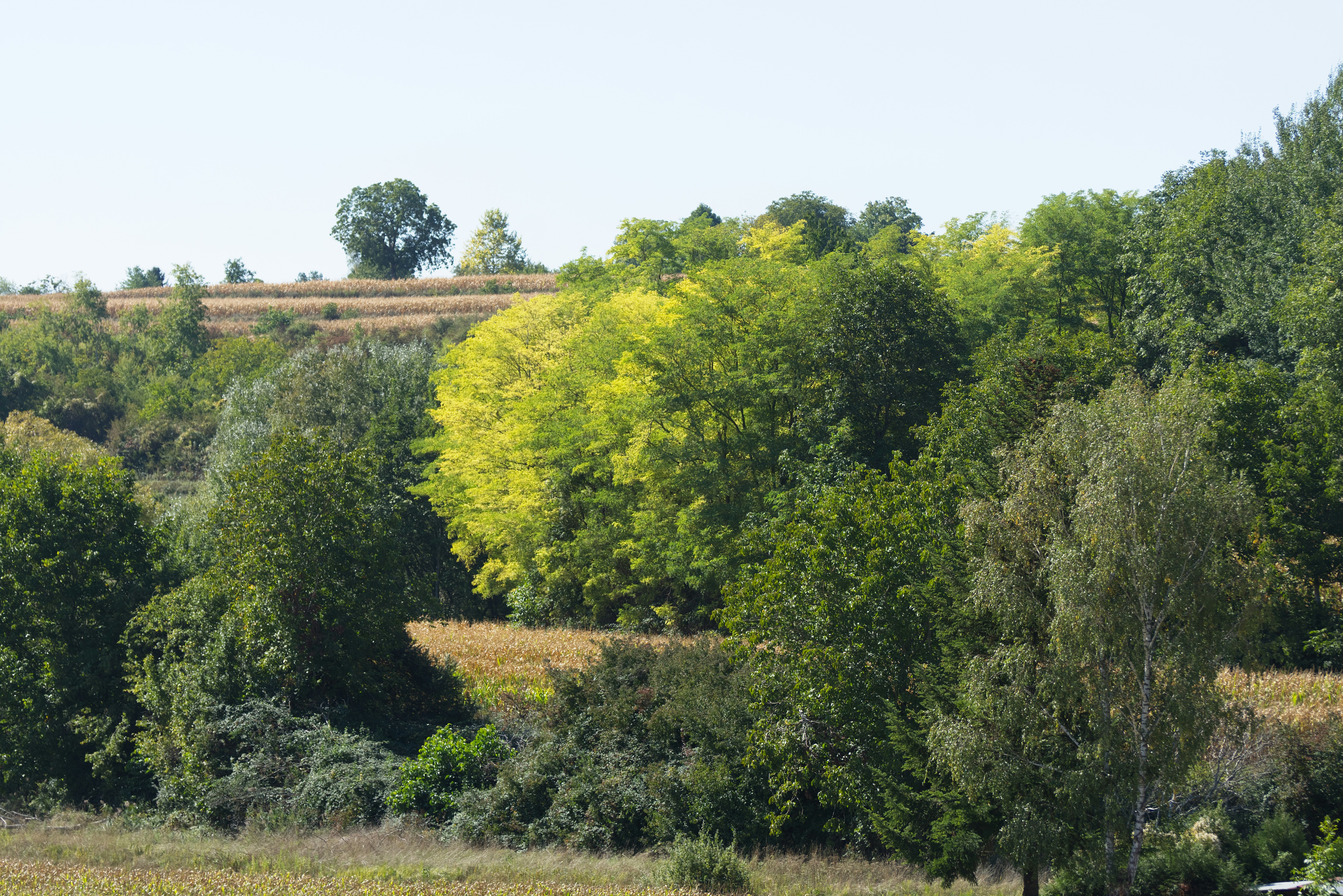 Sunlit Hilltop with Aerial Meadow: Quiet Green Landscape