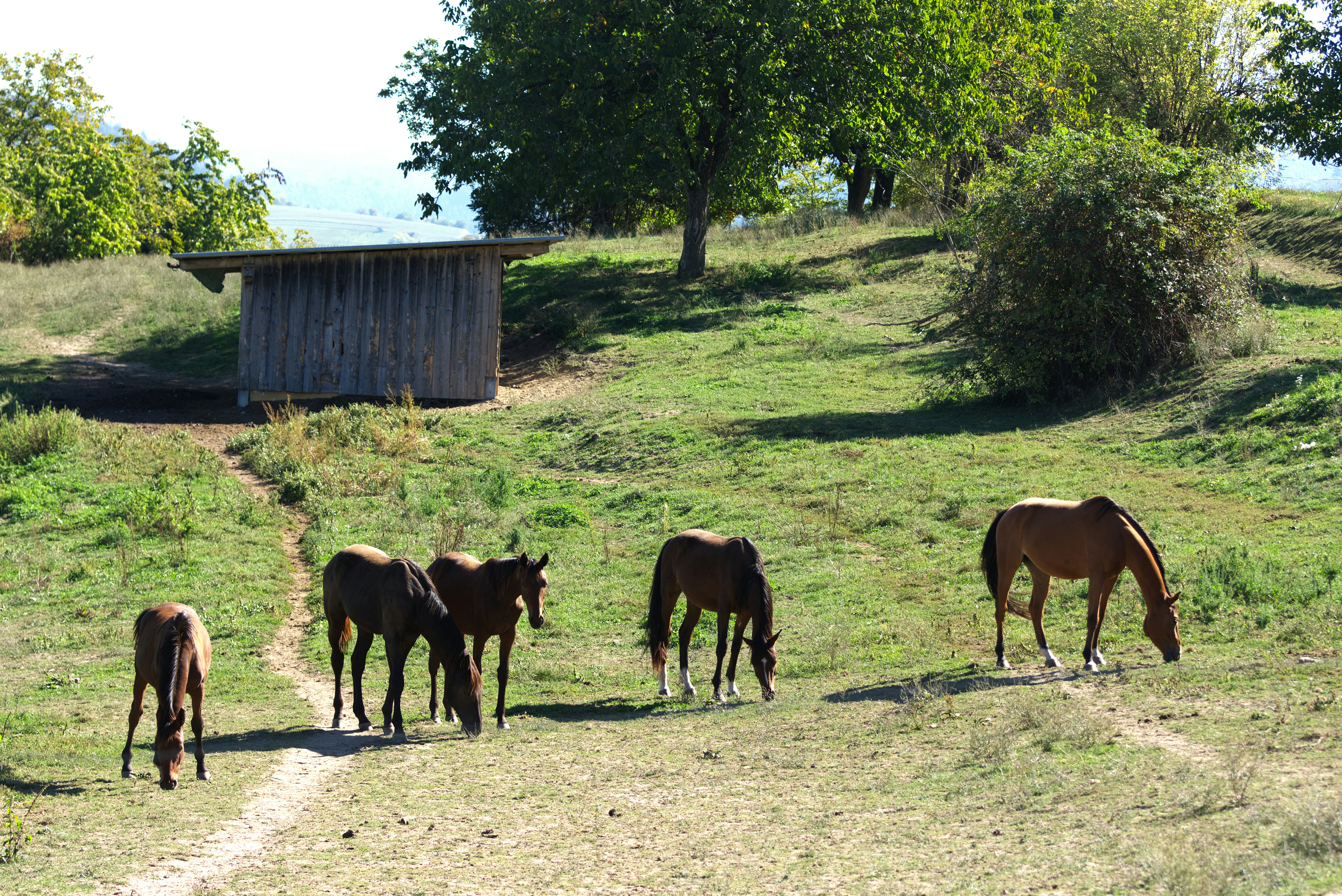 Quiet Herd at Distant Orchard Ridge