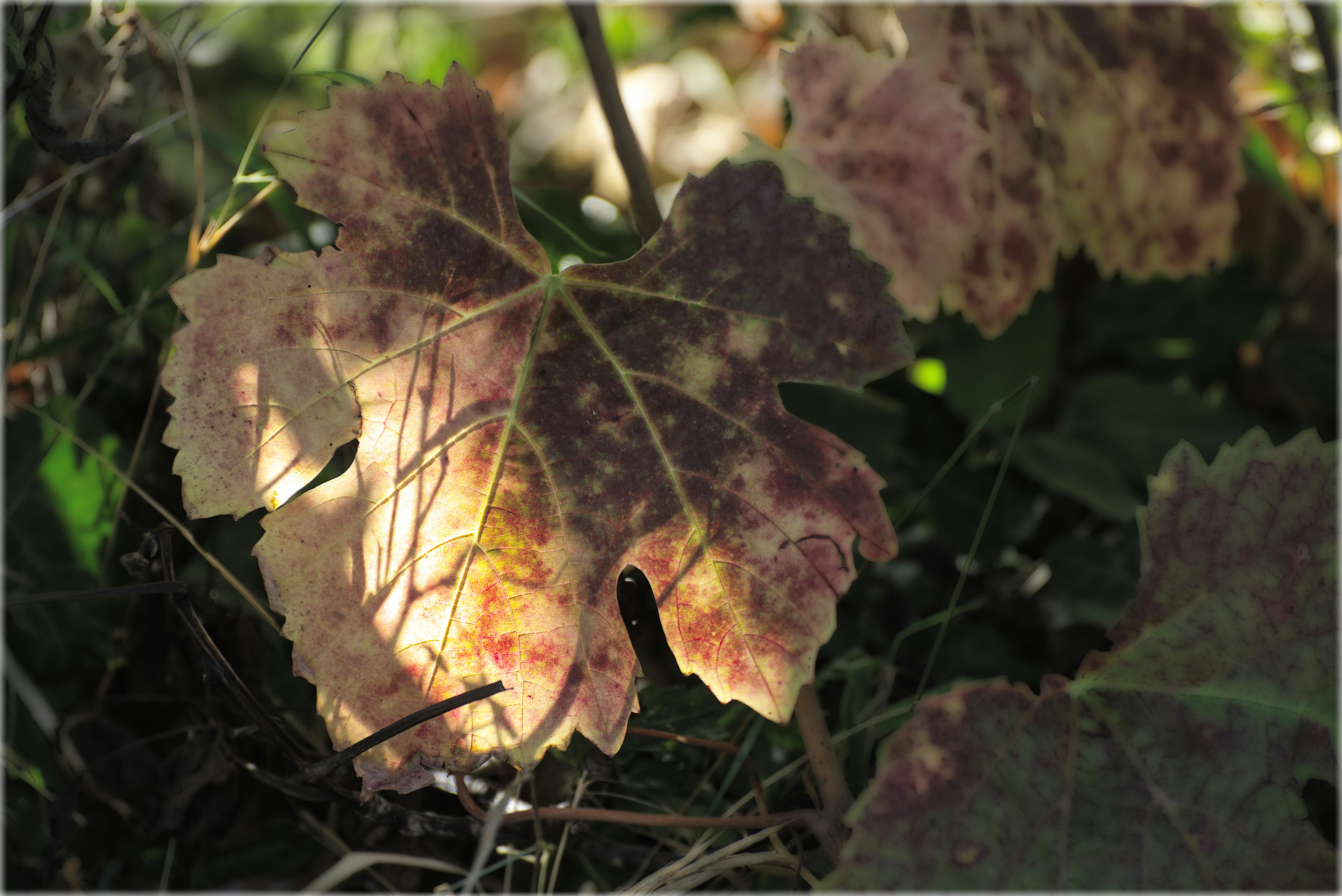 Sunlit Vineyard Leaf: Veins Revealing Autumnal Texture
