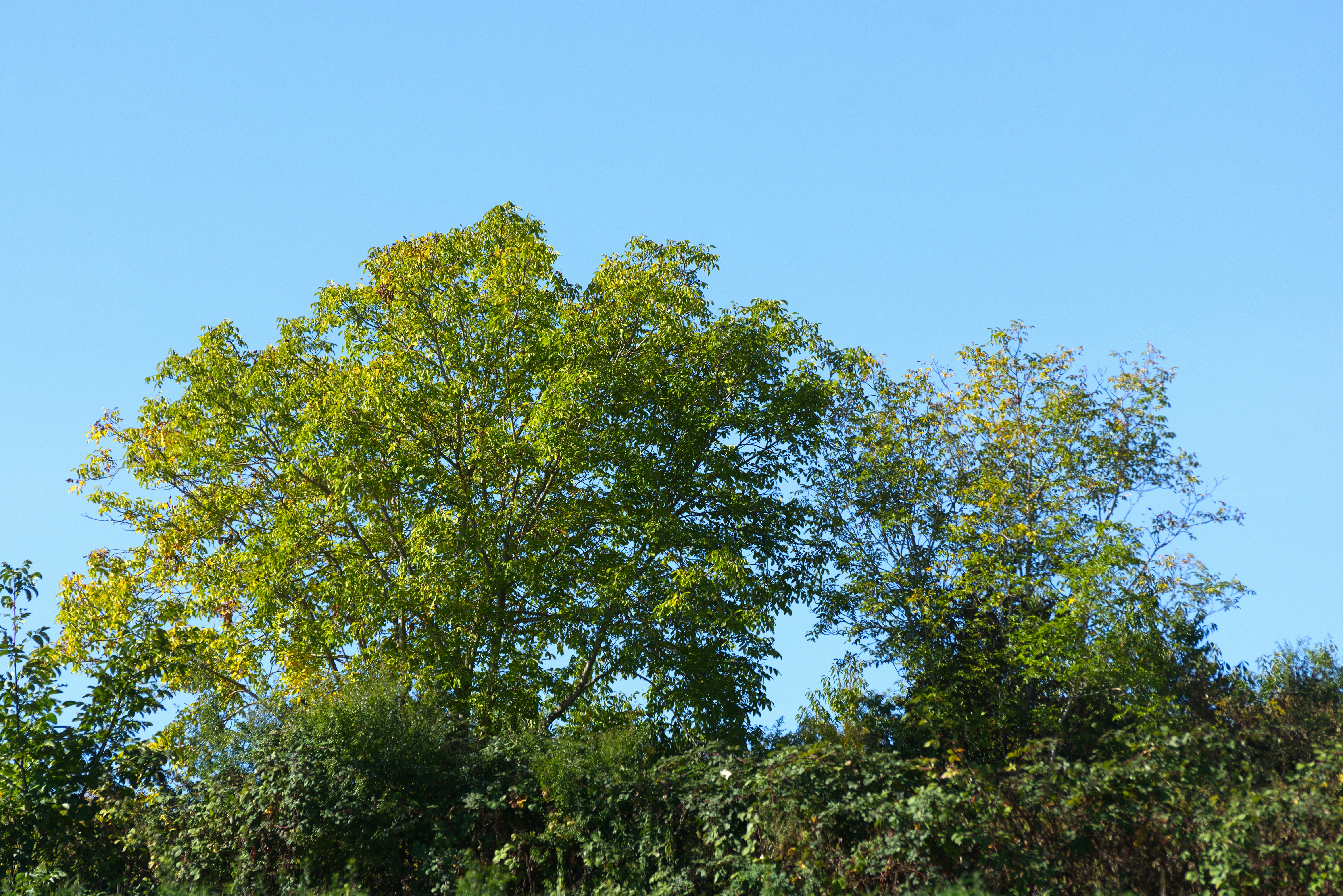 Sunlit Canopy Against a Clear Summer Sky