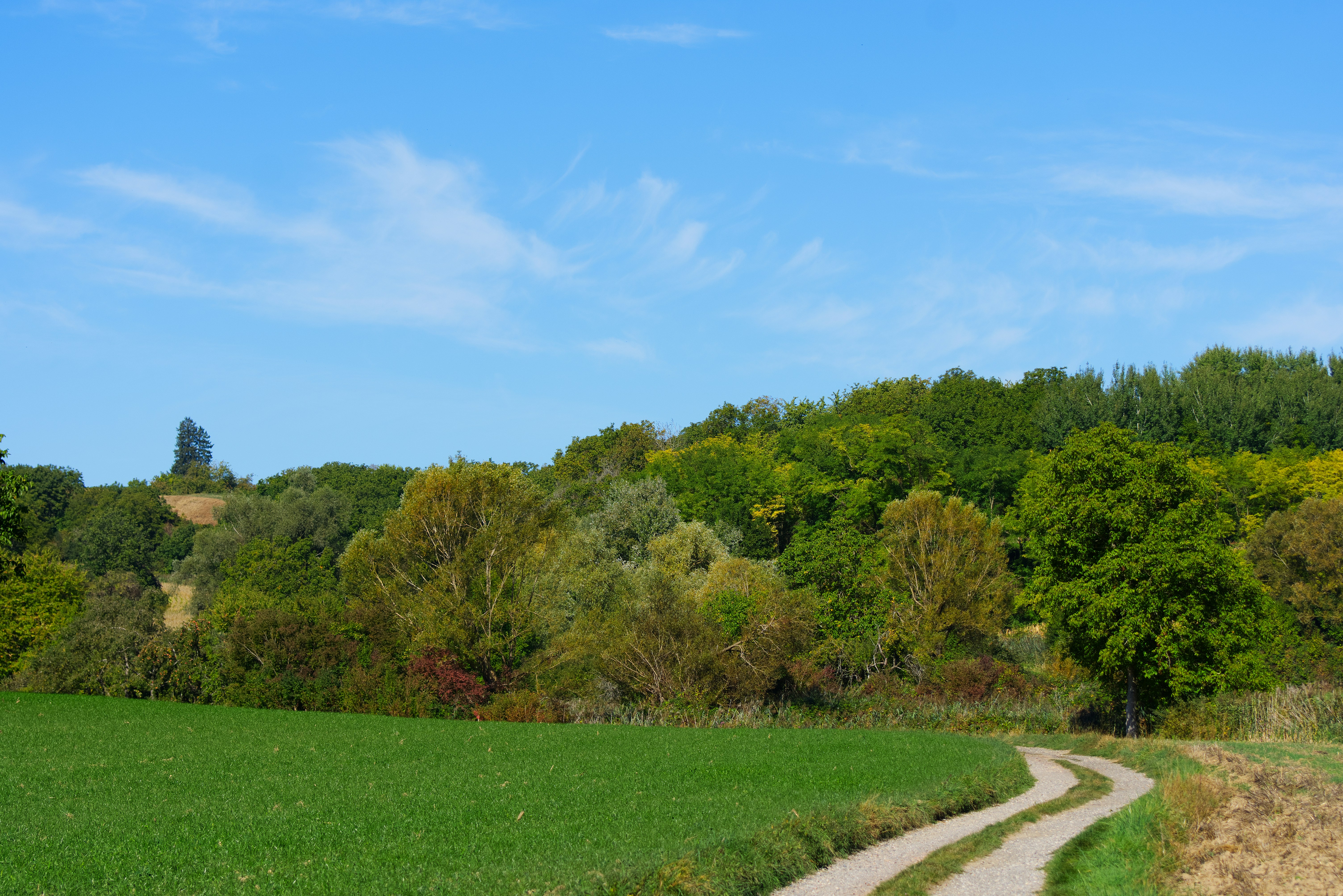Path Through the Green Corridor Under a Crisp Summer Sky