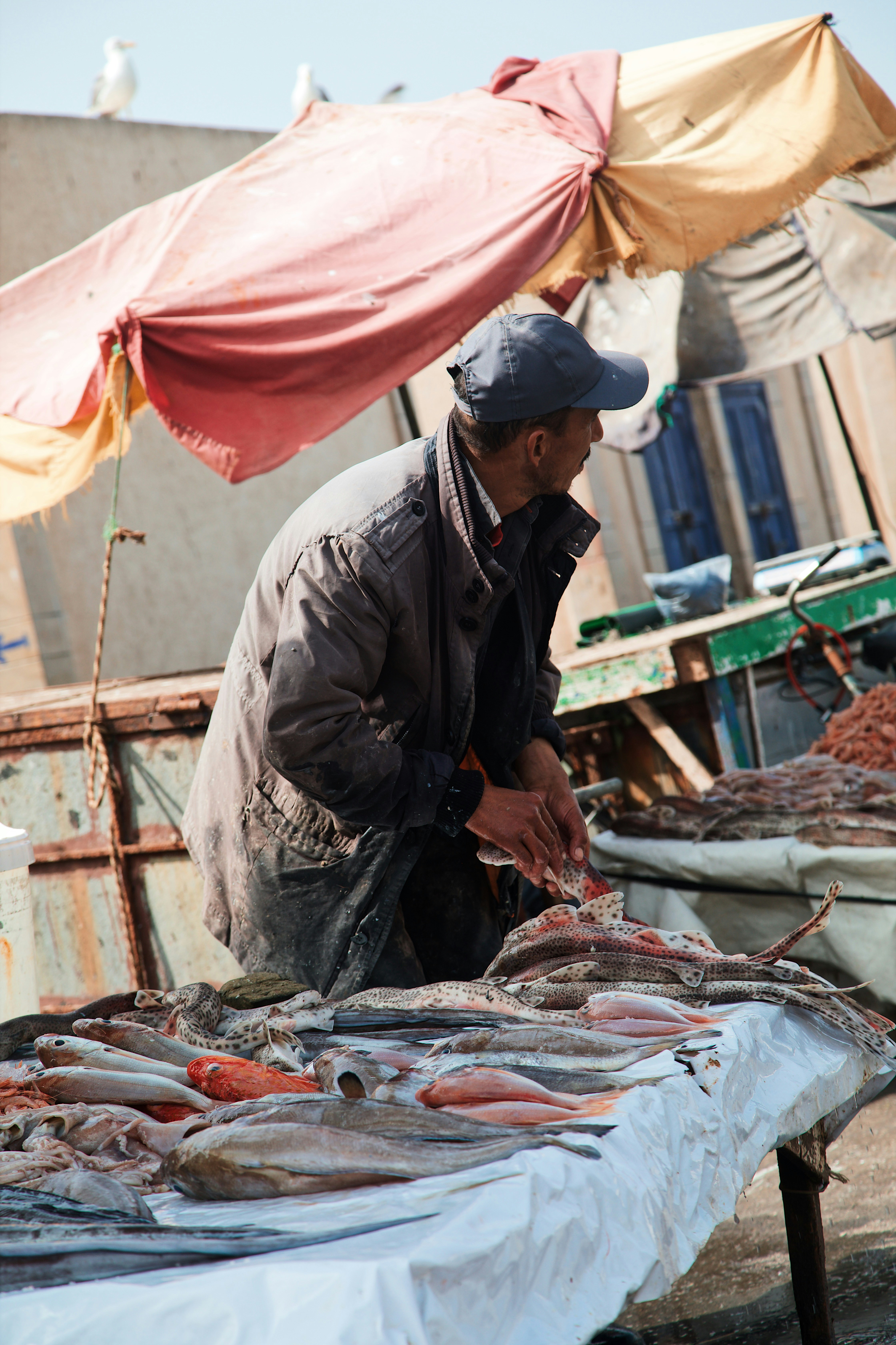 Harvester at Docks: A Fisherman Prep-Work Amid Stacked Tents and Red-Gray Fish