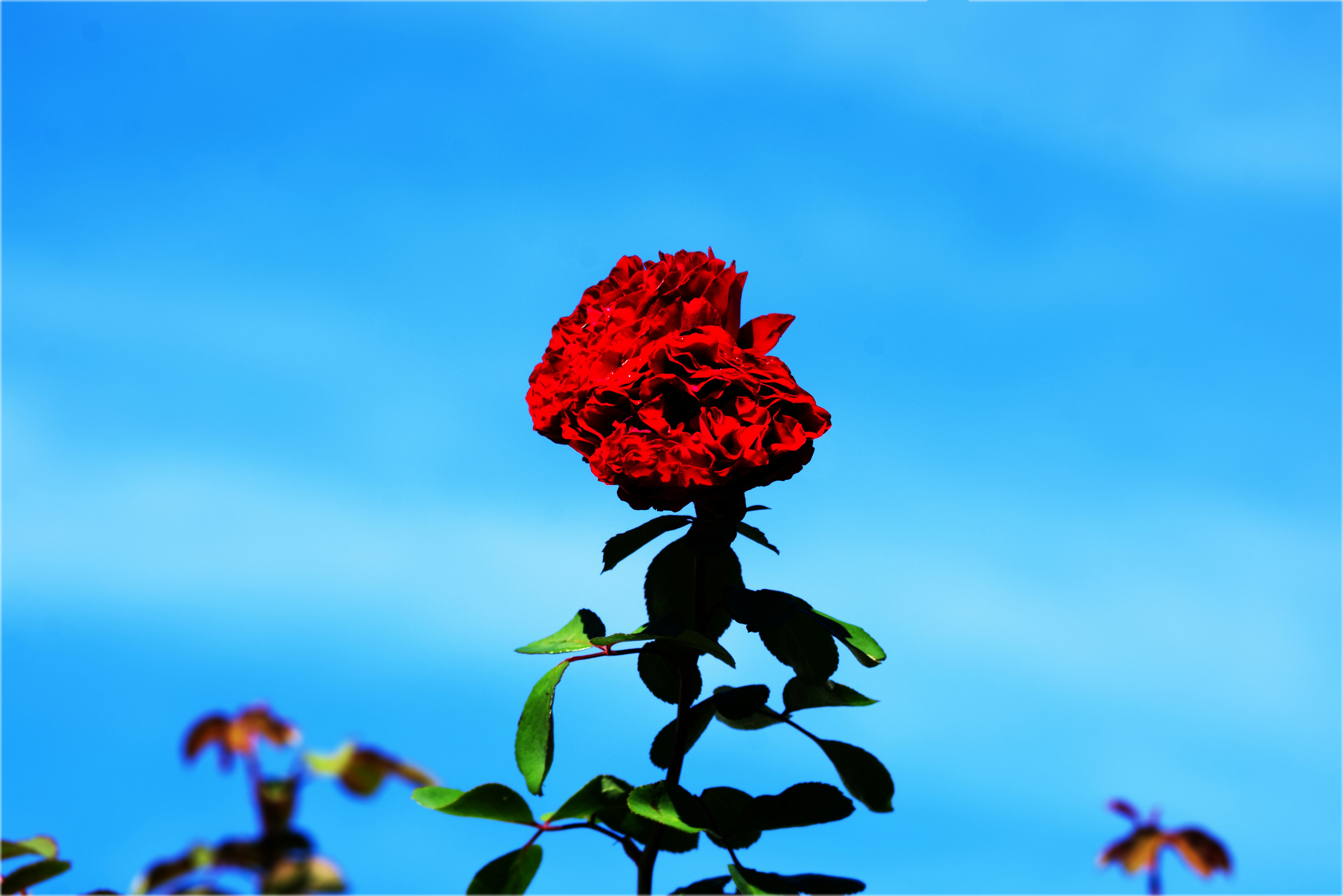 Red Rose Reaching Toward a Bright Sky