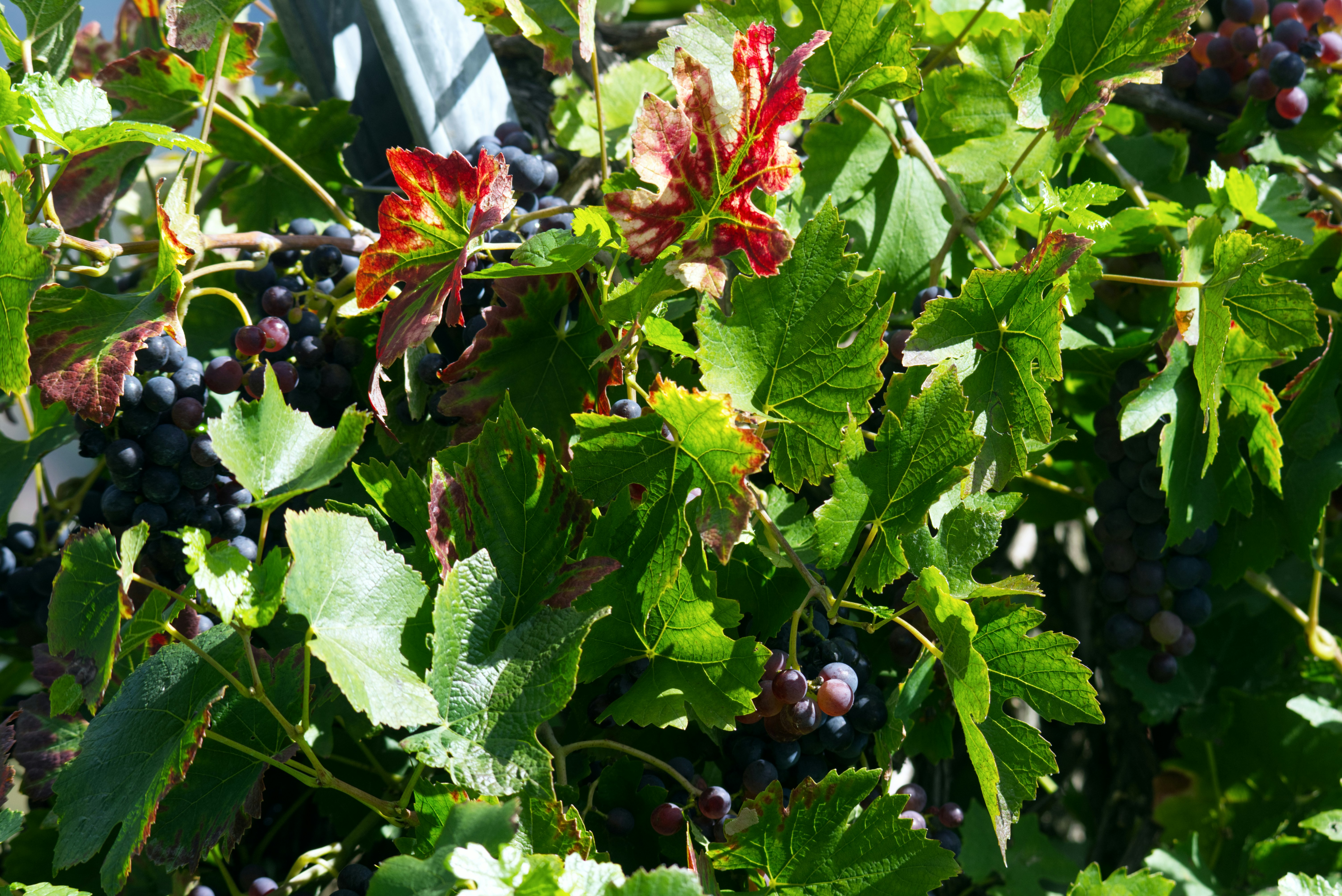 Sunlit Vineyard Bunches: Close-up of Ripening Grapes Among Broad Green Foliage