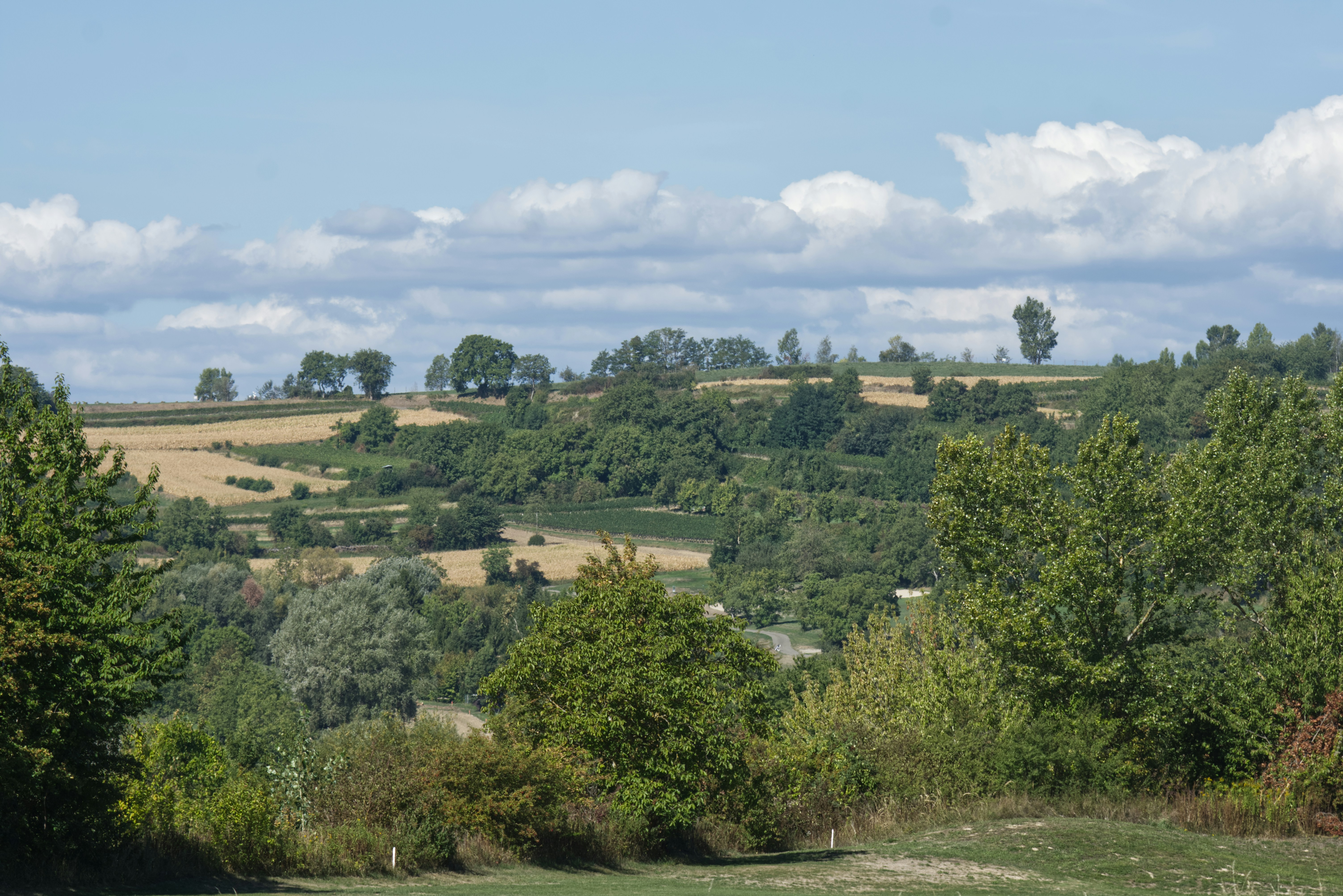 Rolling Tuscan-like Hills with Sprawling Mist of Trees