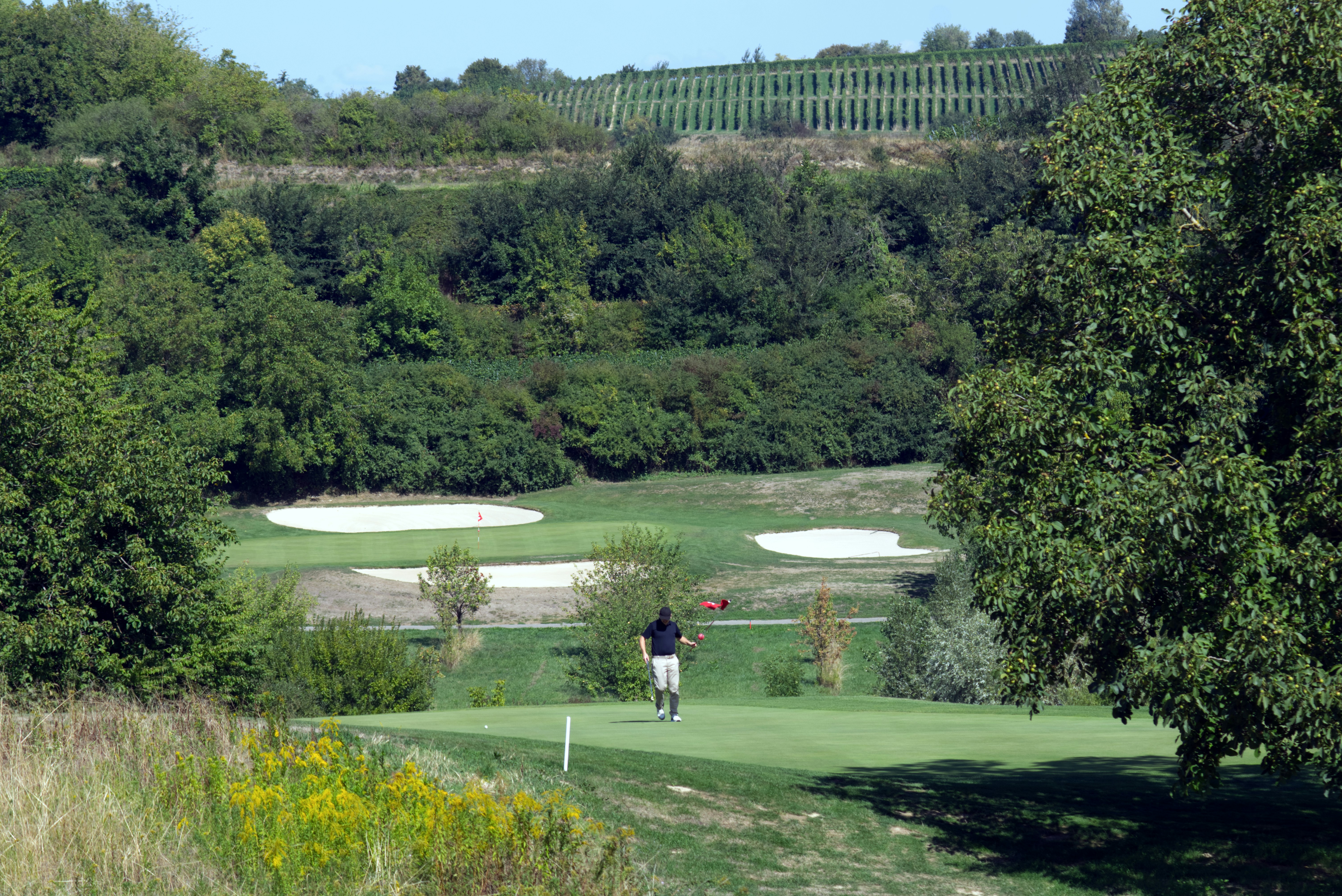 Golfer on the Crest: A Quiet Green Scene with Sand Traps
