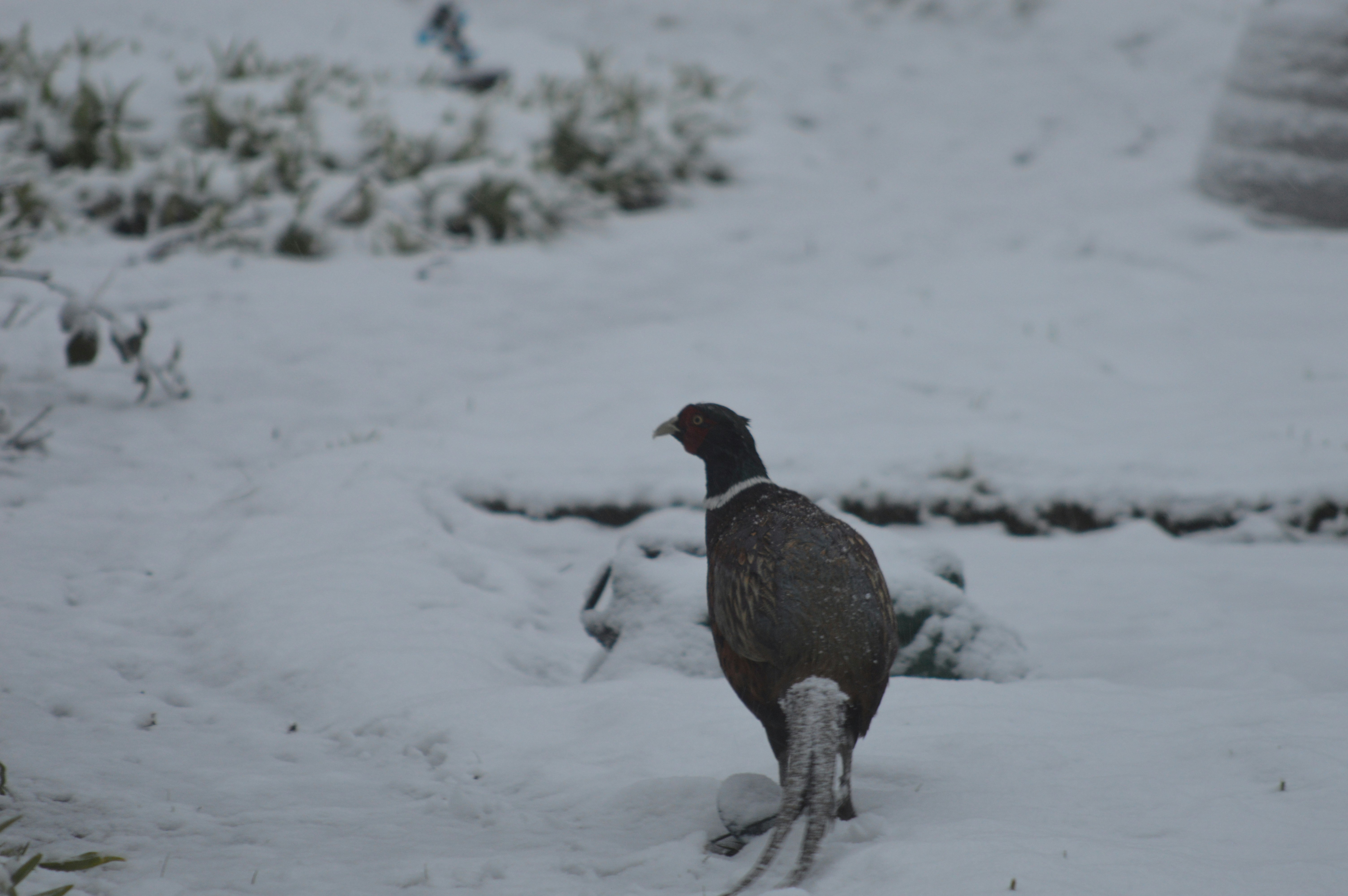 Snow-dusted pheasant stands in a residential yard with frosted ground and sparse vegetation, the bird's dark plumage contrasting the pale background.