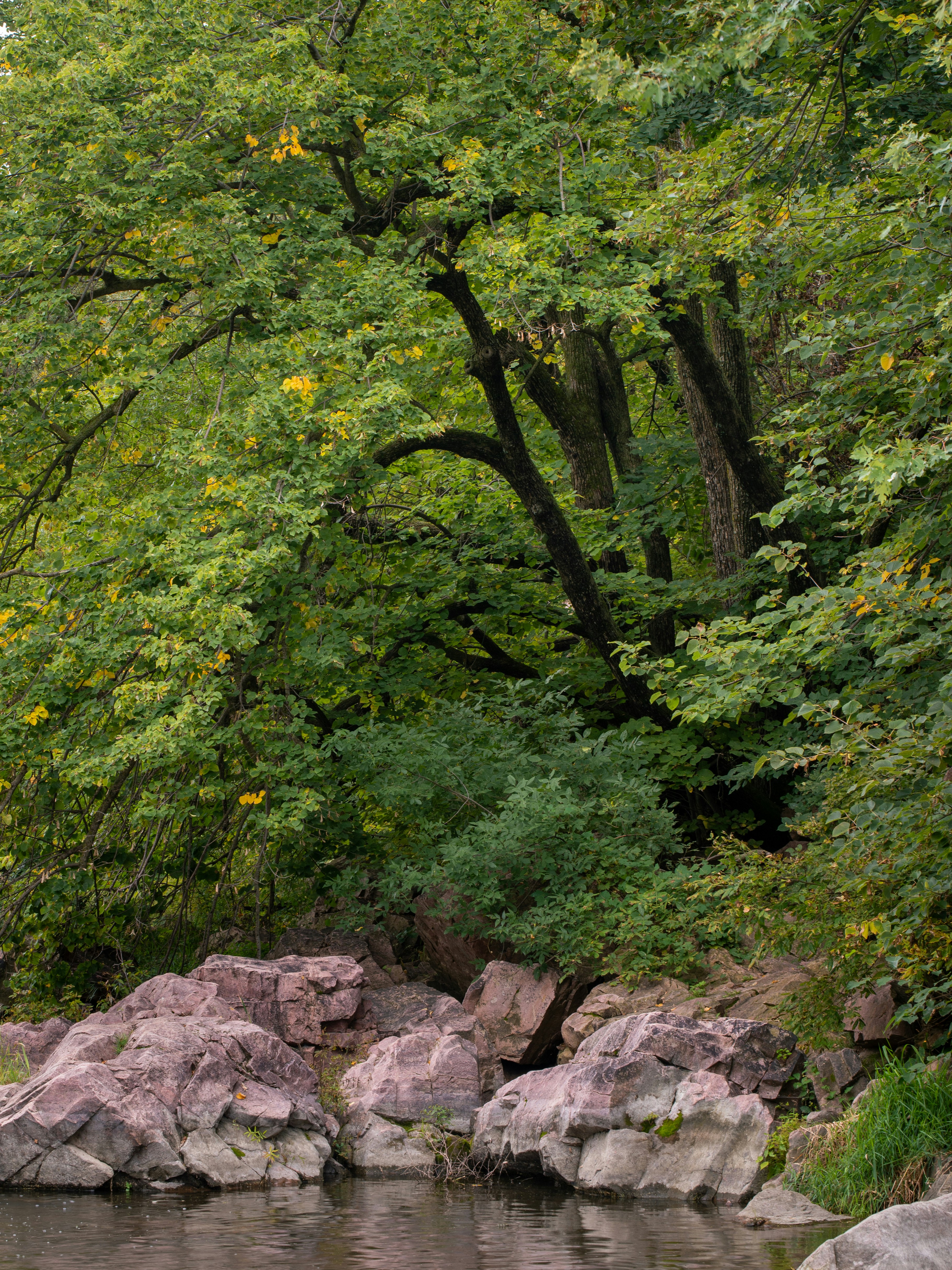 Rugged riverbank canopy: sunlit greens among pink foothills