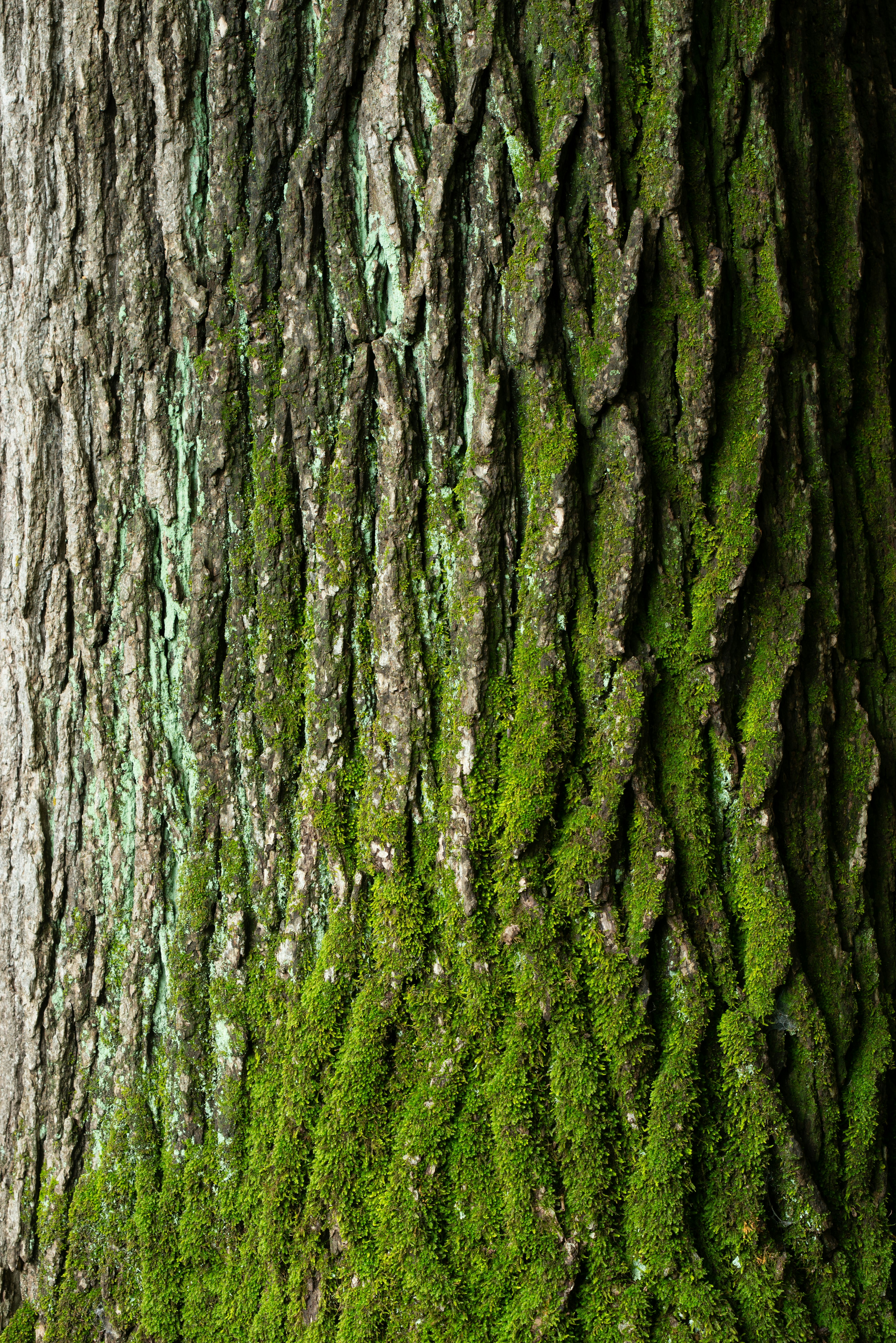 Moss-clad Bark: A Textured Portrait of Tree Carvings and Green Age