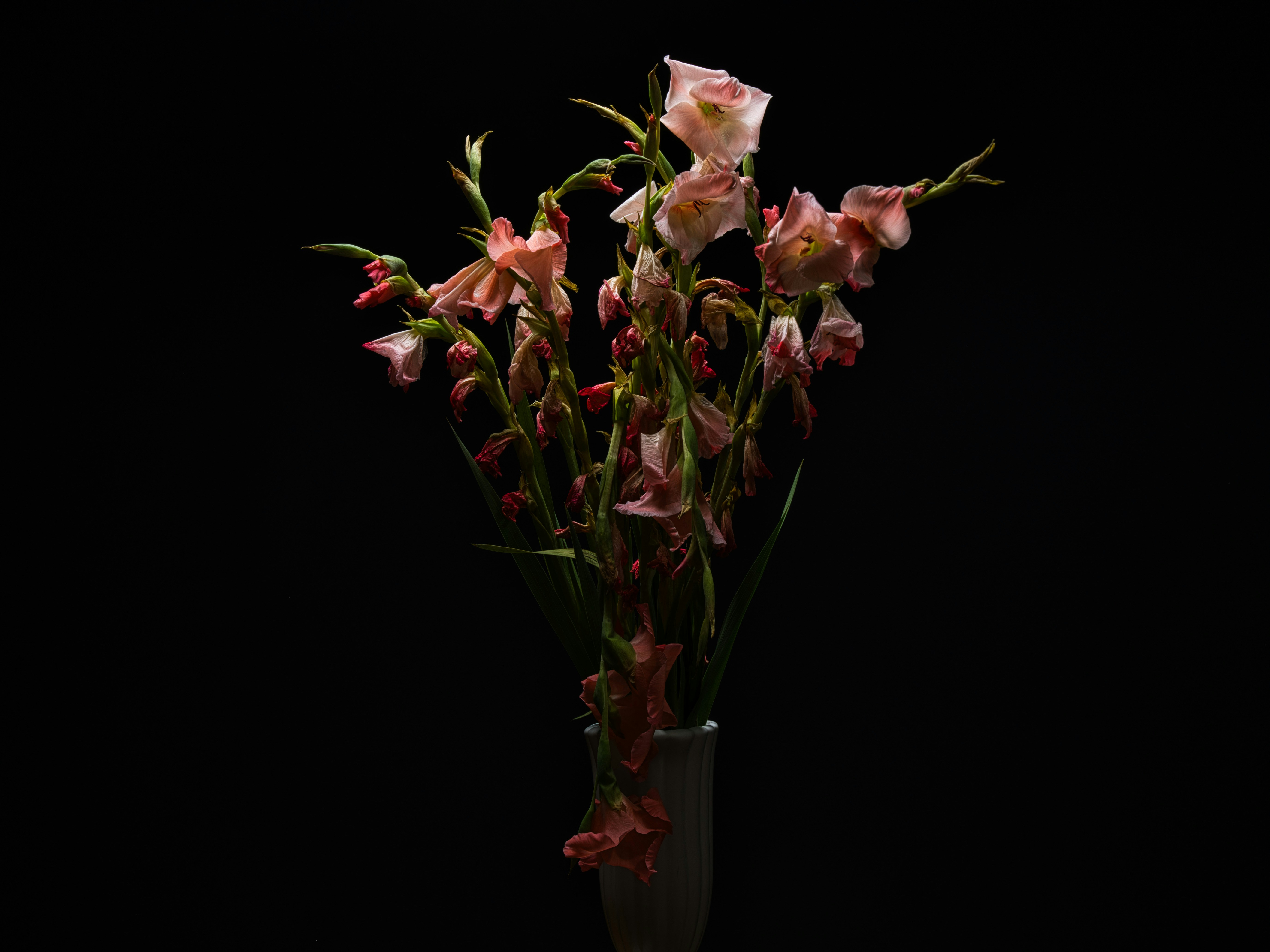 Whispers of Pink on a Midnight Stage