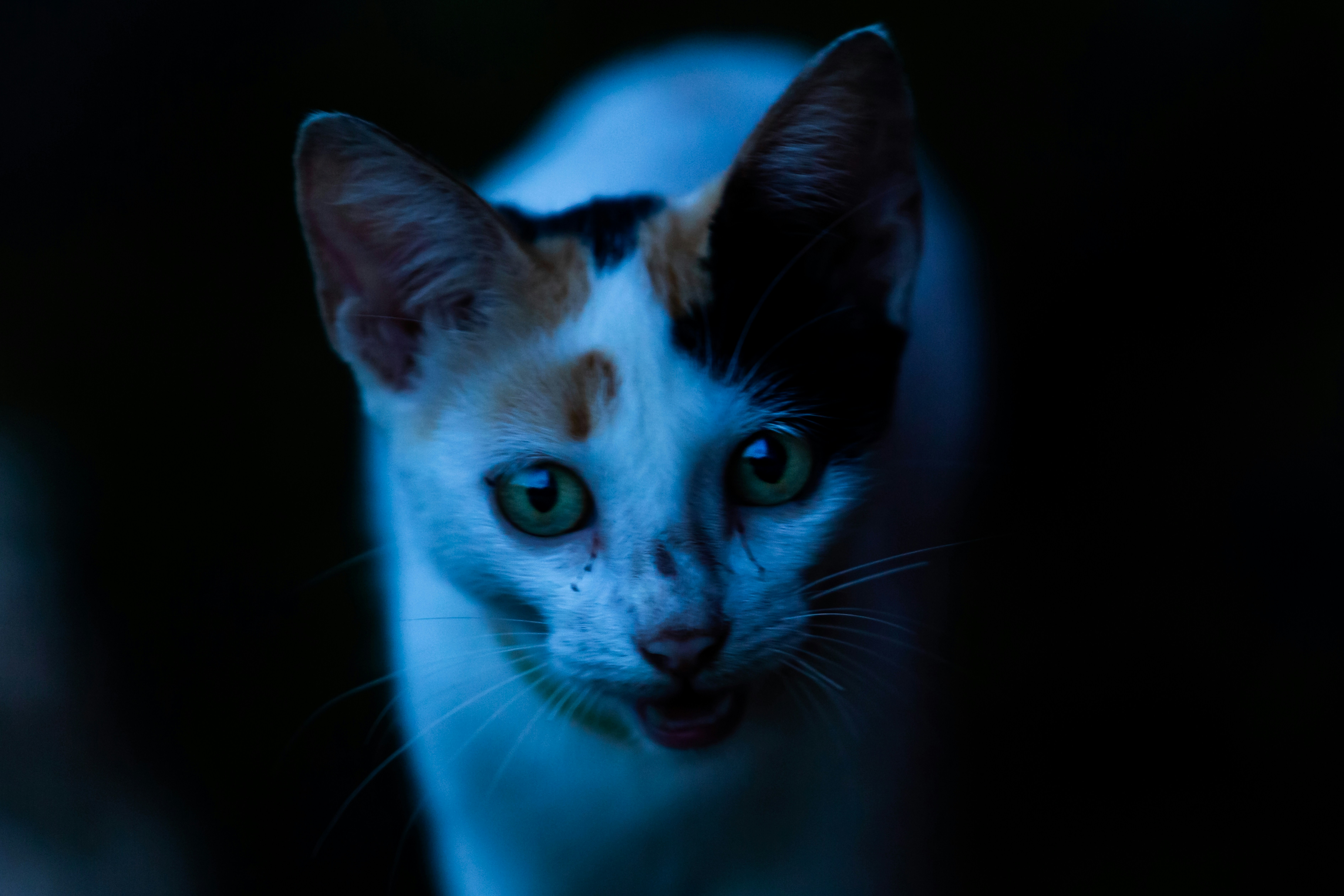 Close-up of a cat in deep blue illumination, showcasing expressive green eyes and subtle fur markings; portrait aims to convey mood and presence. This is a photographic capture of a living animal.